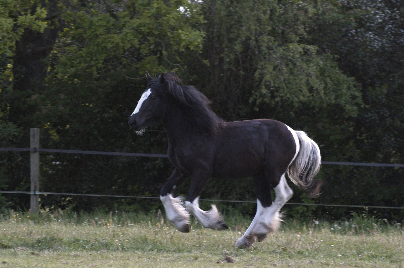2 jarige bonte tinker merrie | Bokt.nl