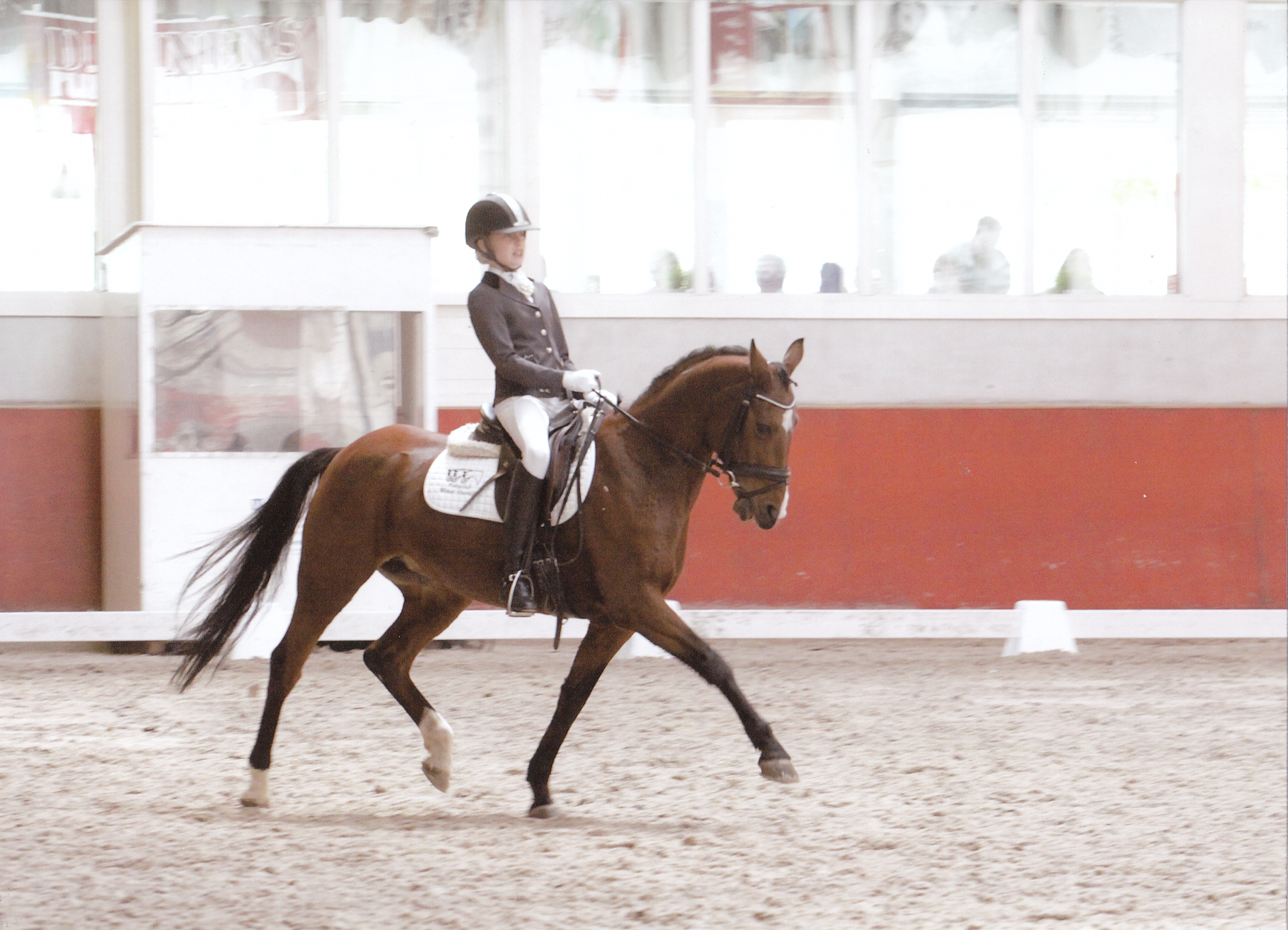 Super dressuur D-pony, echte blikvanger | Bokt.nl