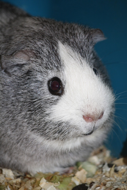 Cavia, Beer 8 maanden oud, zilveragouti. | Bokt.nl