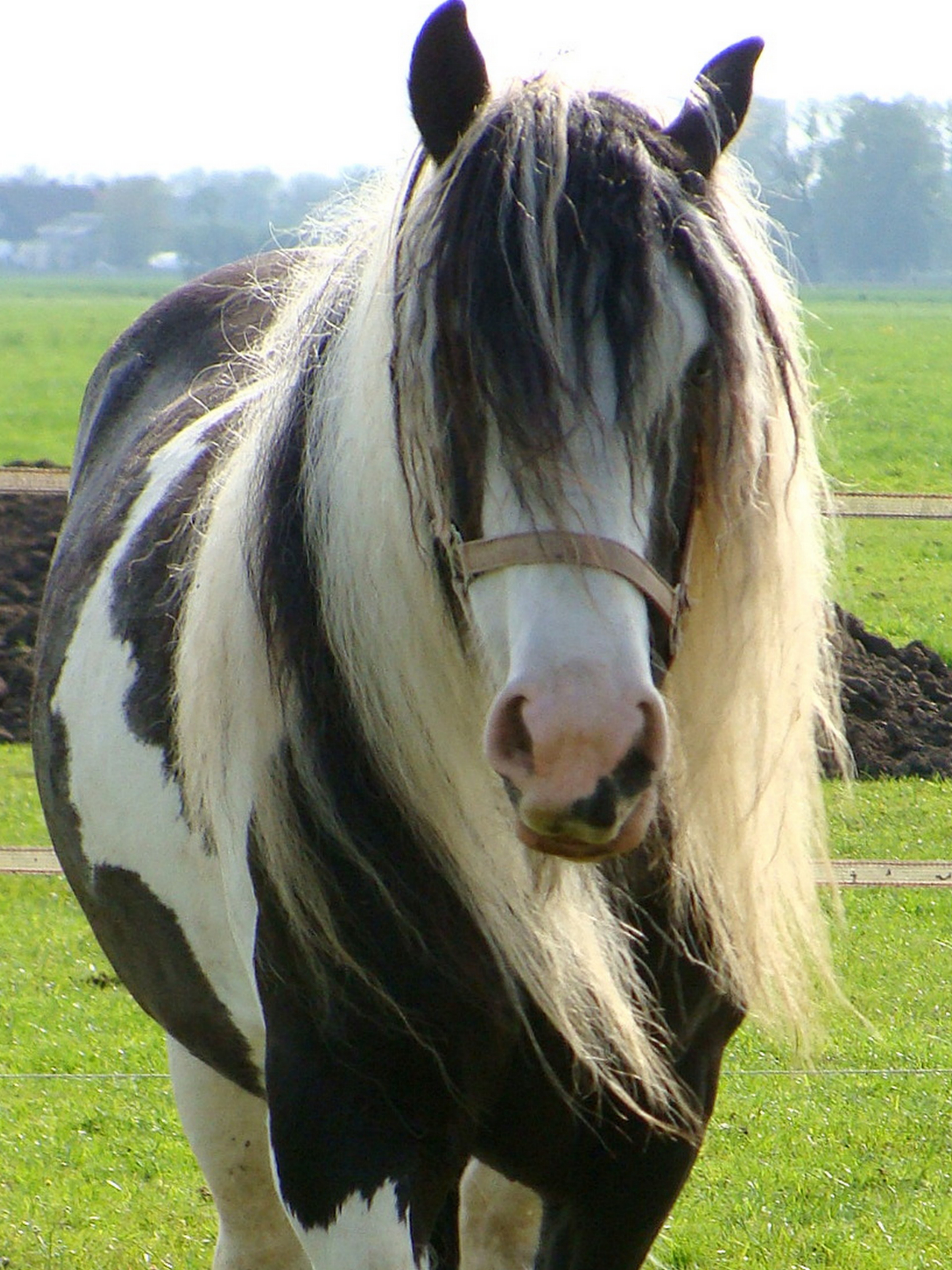 Prachtige tinker merrie | Bokt.nl