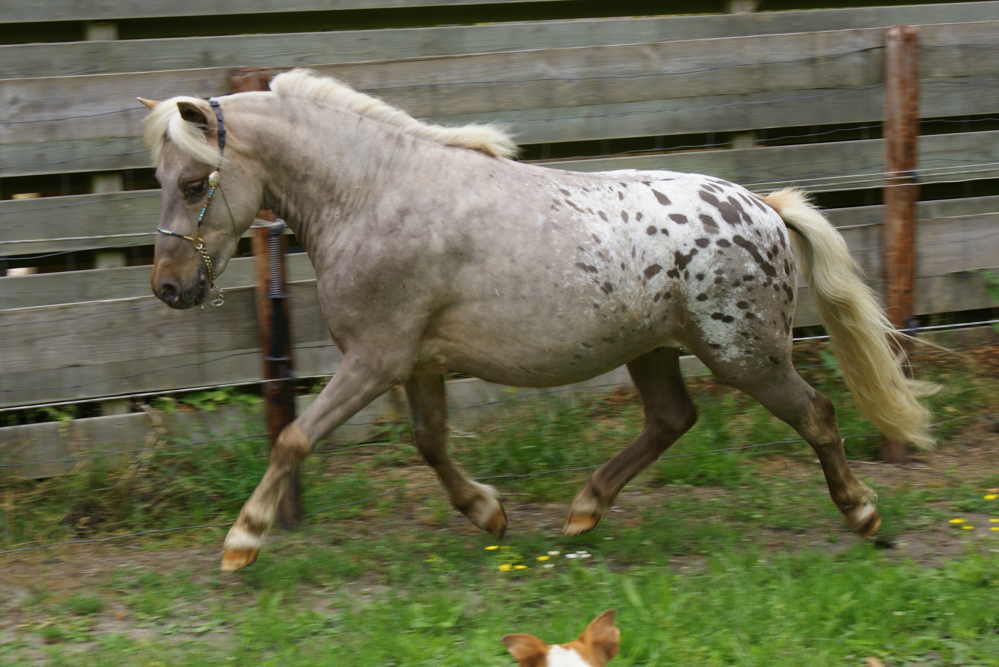 NMPRS Goegekeurd Silver Bay Appaloosa hengst | Bokt.nl