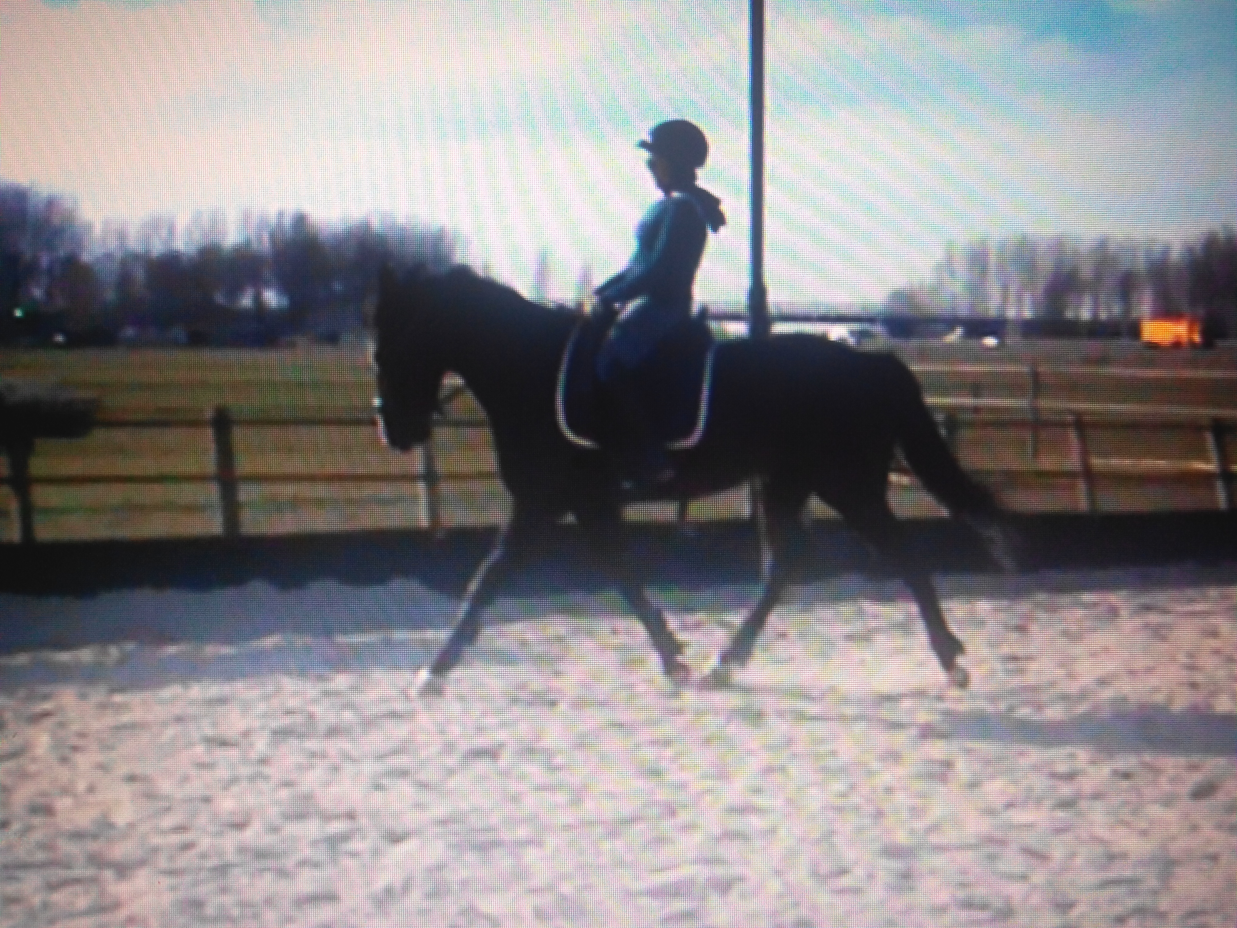 Lieve merrie met potentie! | Bokt.nl