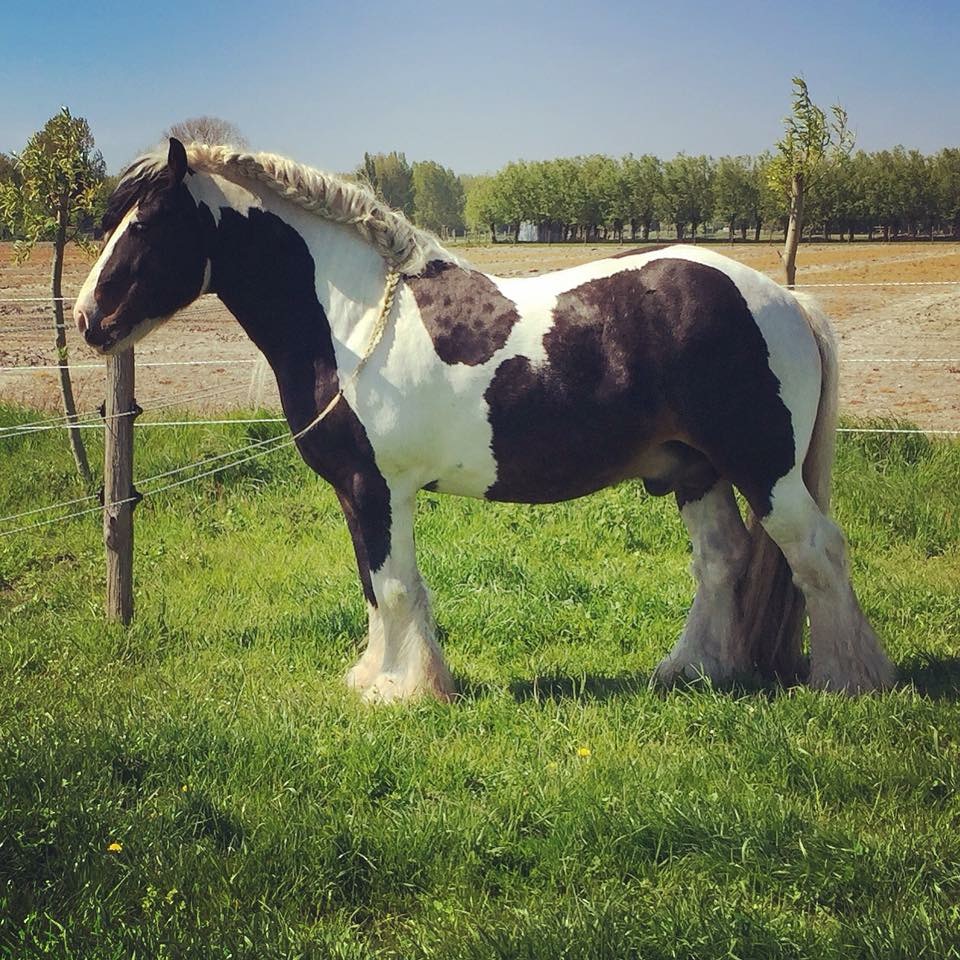 Irish Cob / Tinker hengst | Bokt.nl