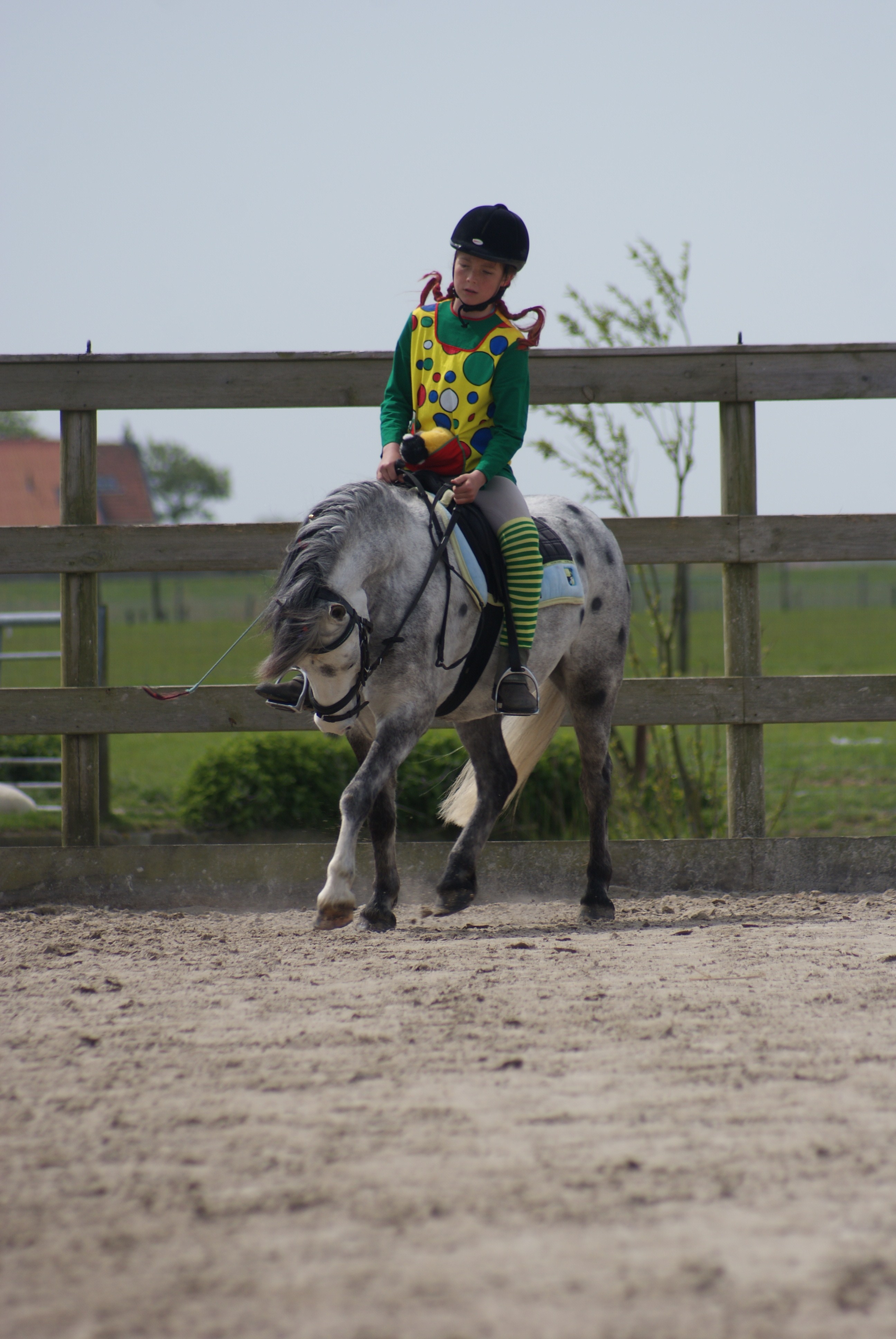 Aangeboden B pony ( tijdelijk )voor bruikleen of te koop | Bokt.nl Aangeboden B pony ( tijdelijk )voor bruikleen of te koop | Bokt.nl