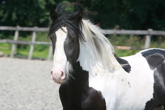 Lieve zwartbonte tinker te koop | Bokt.nl