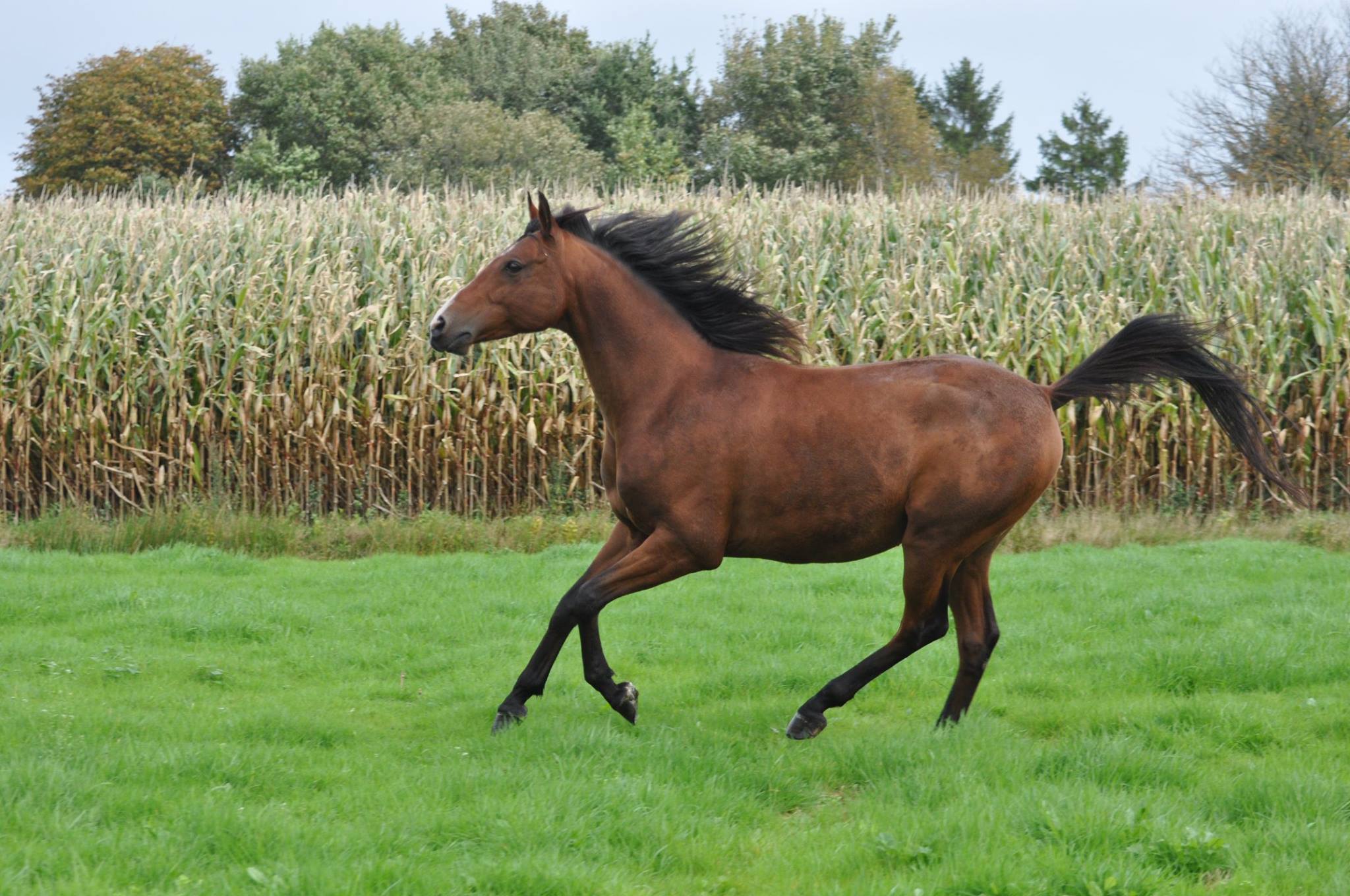 D-pony ruin | Bokt.nl