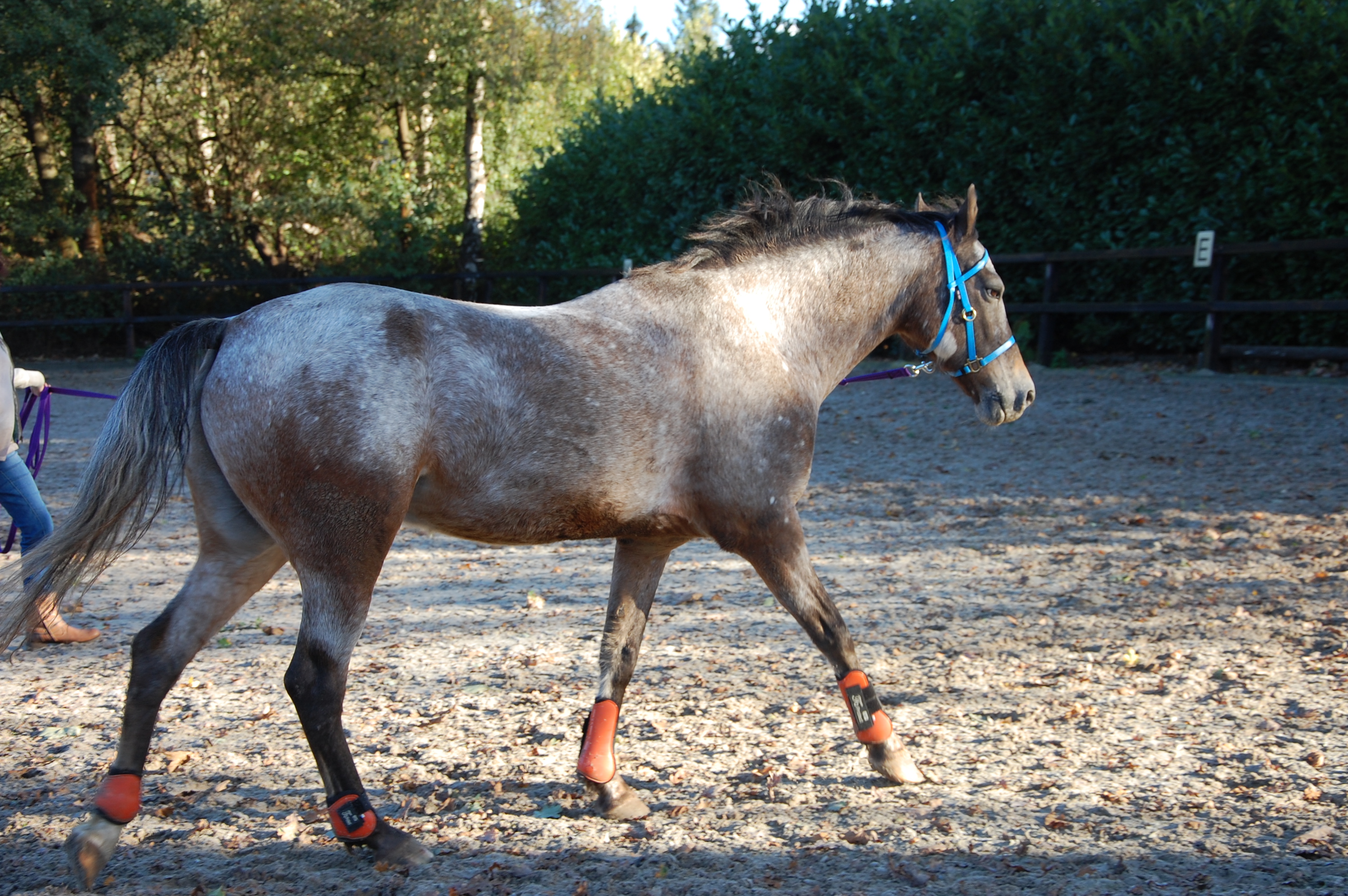 Opvallende D pony, echte allrounder | Bokt.nl