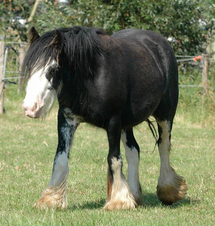 prachtige kleine tinker merrie,zwart sabino,drachtig | Bokt.nl