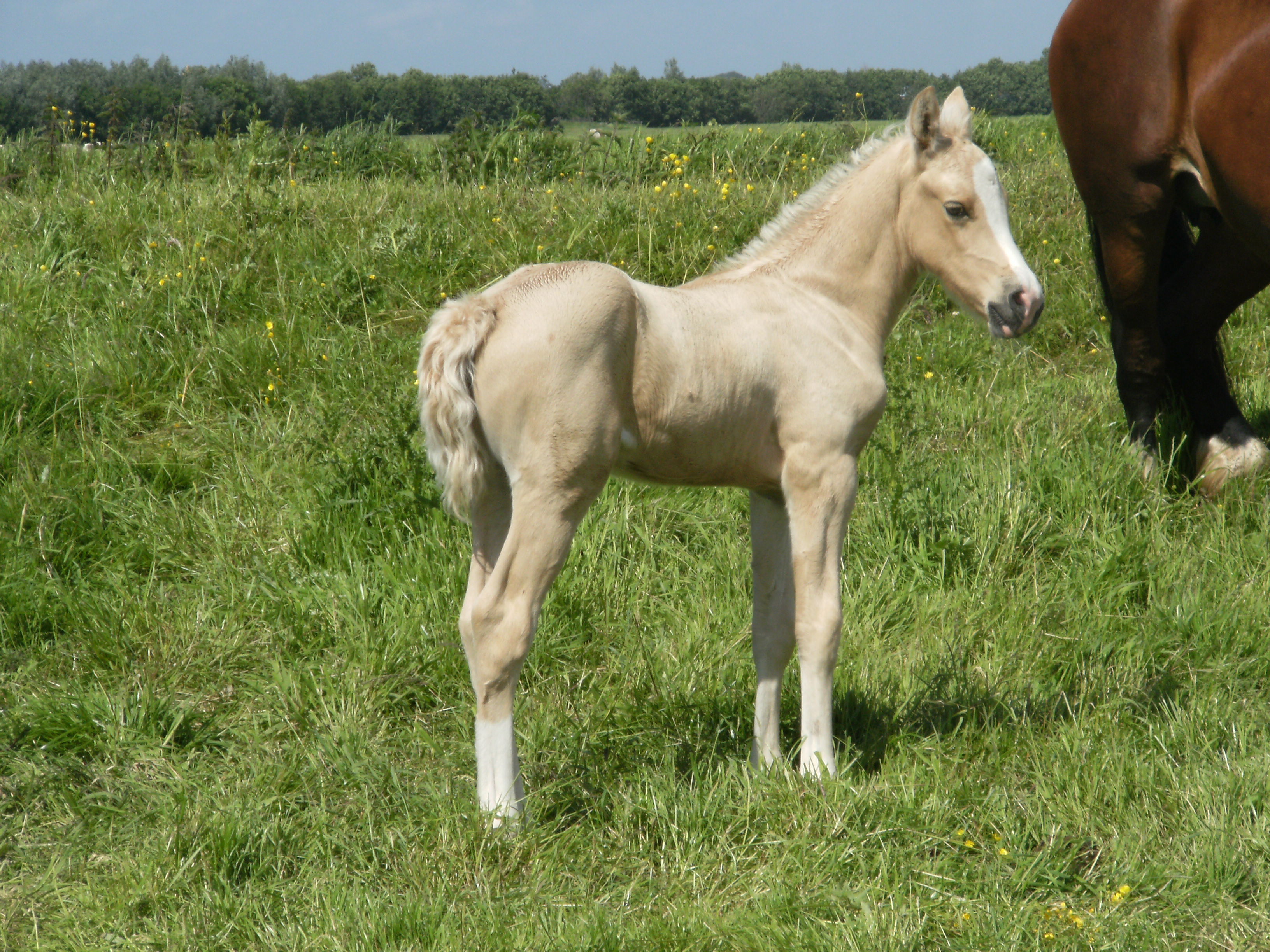 PALOMINO en VALK kleurige welsh cob veulens FILMPJE!! | Bokt.nl