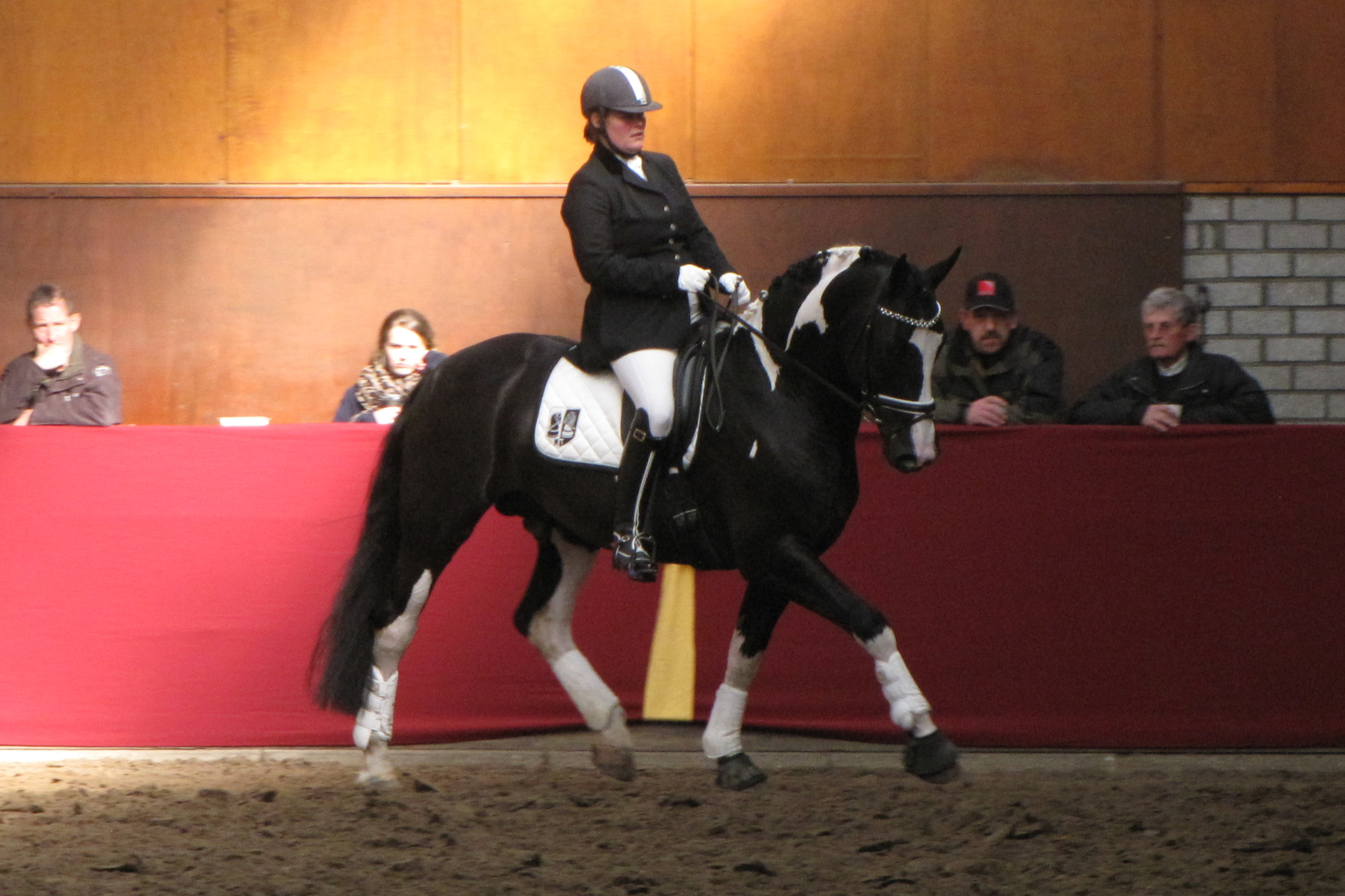 Zwartbonte dekhengst | Bokt.nl