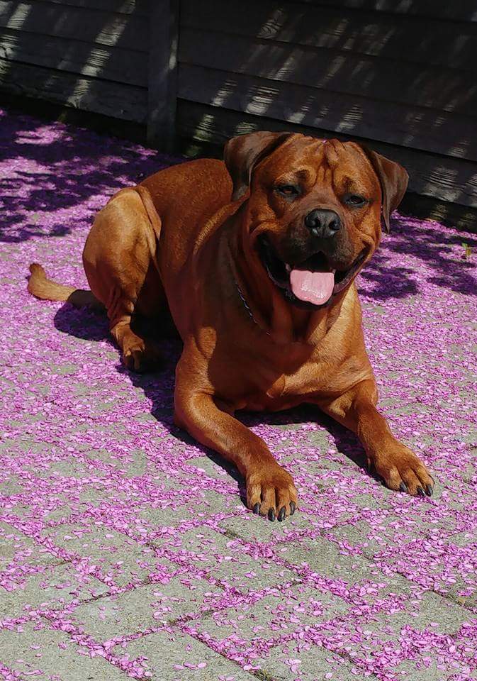 Prachtige Rottweiler bordeaux dog kruising ter dekking | Bokt.nl