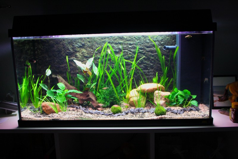 Aquarium 80x40, evt. incl. vissen, 60 euro! | Bokt.nl