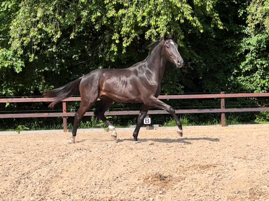 Mooie 2 jarige zwarte hengst | Bokt.nl