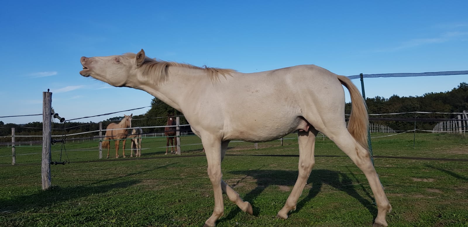 PRE hengstveulen Perlino Cr/Prl gg | Bokt.nl