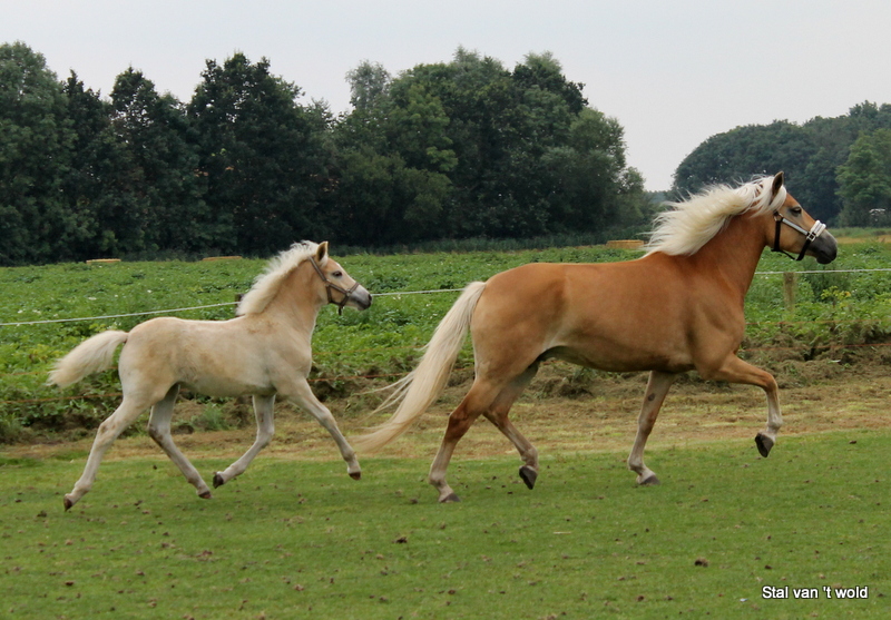 goed haflinger merrie veulen en 4 jarige merrie | Bokt.nl