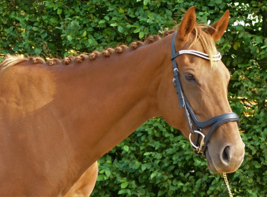 Lieve vos merrie | Bokt.nl