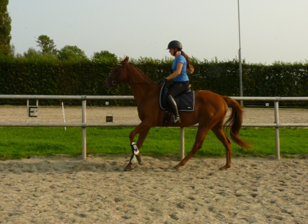 Lieve vos merrie | Bokt.nl