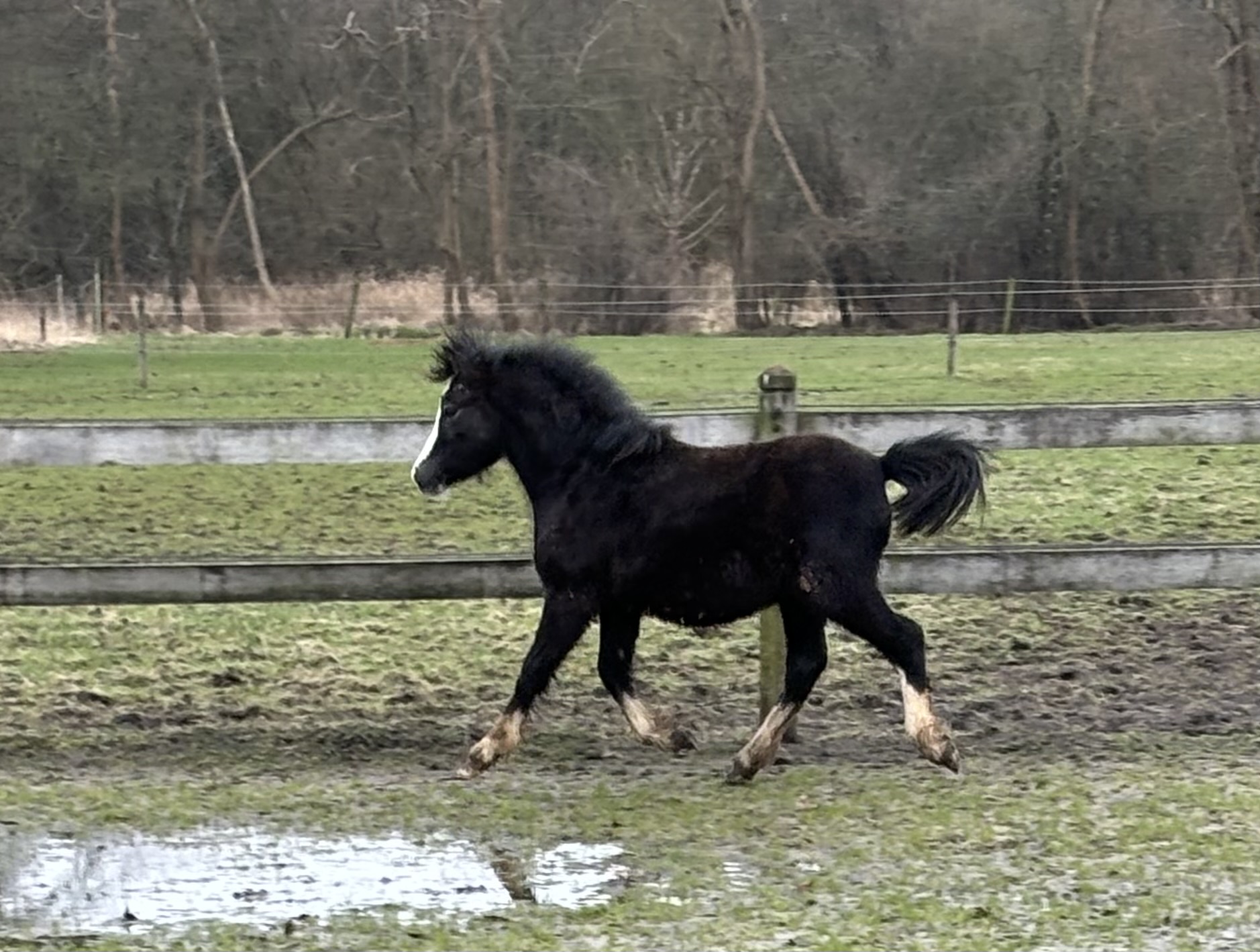 Welsh A hengst | Bokt.nl