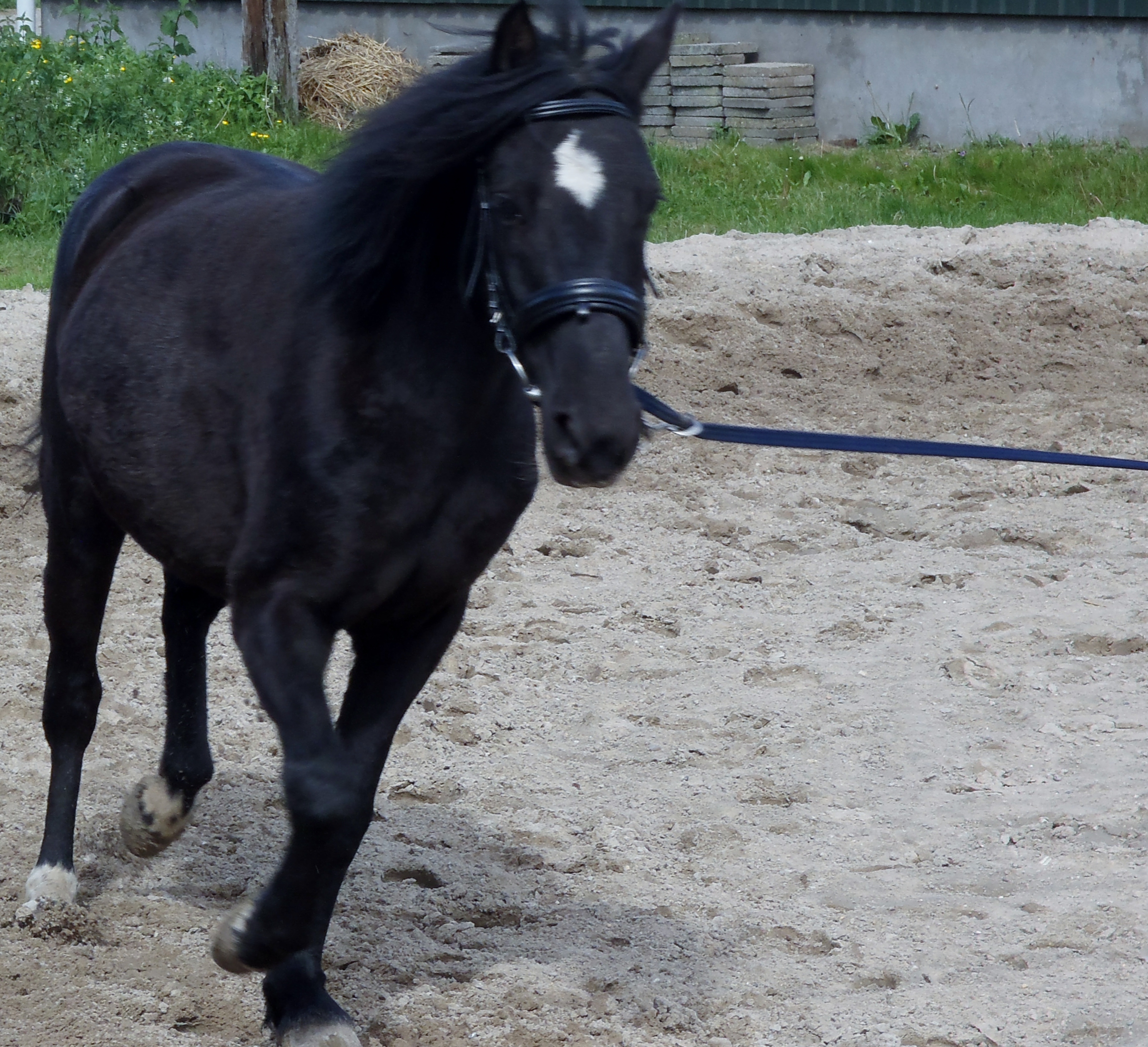 Gave Zwarte D pony! | Bokt.nl