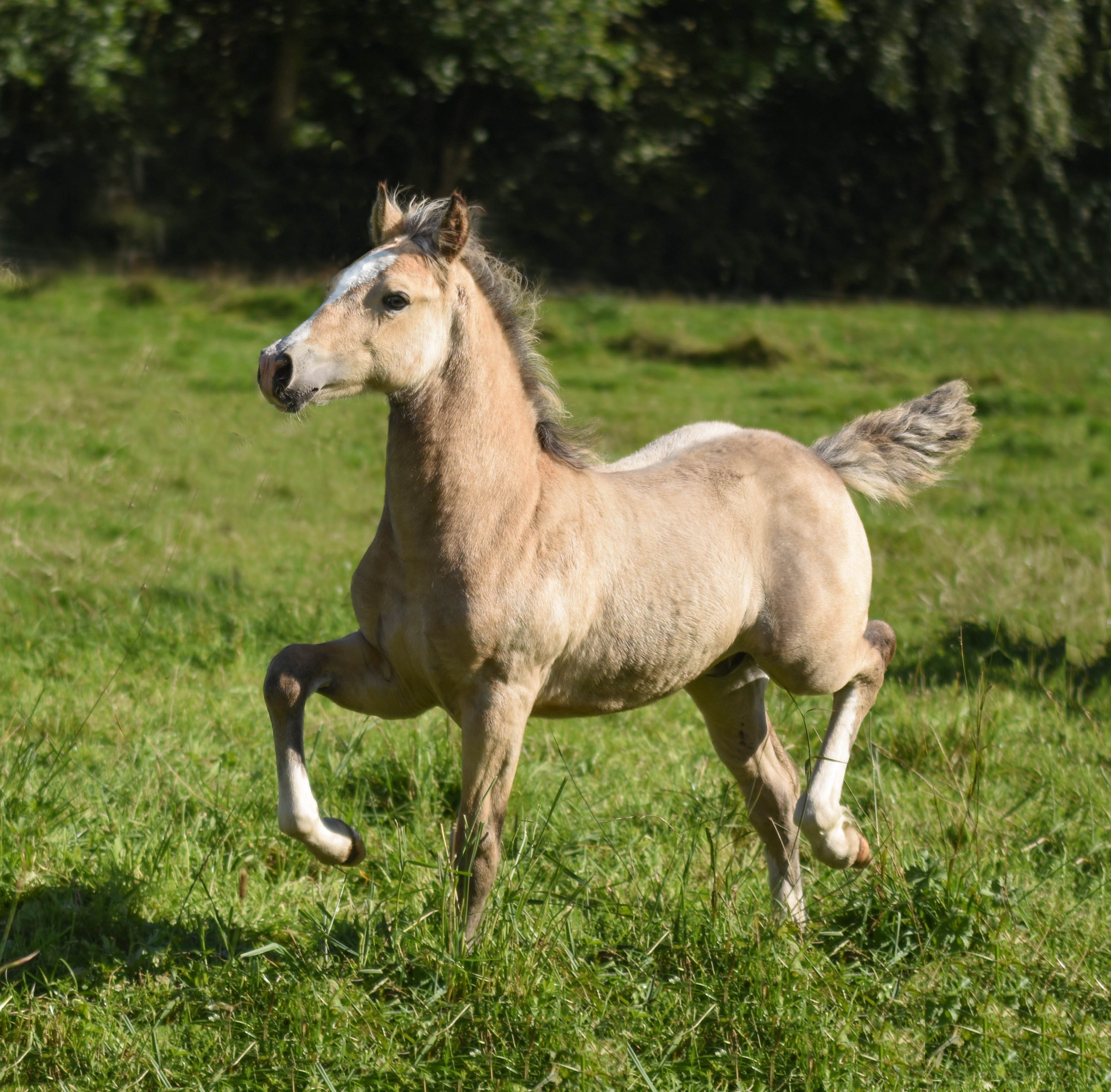 WELSH COB falbe hengstfohlen aus Roayl Welsh Winner | Bokt.nl