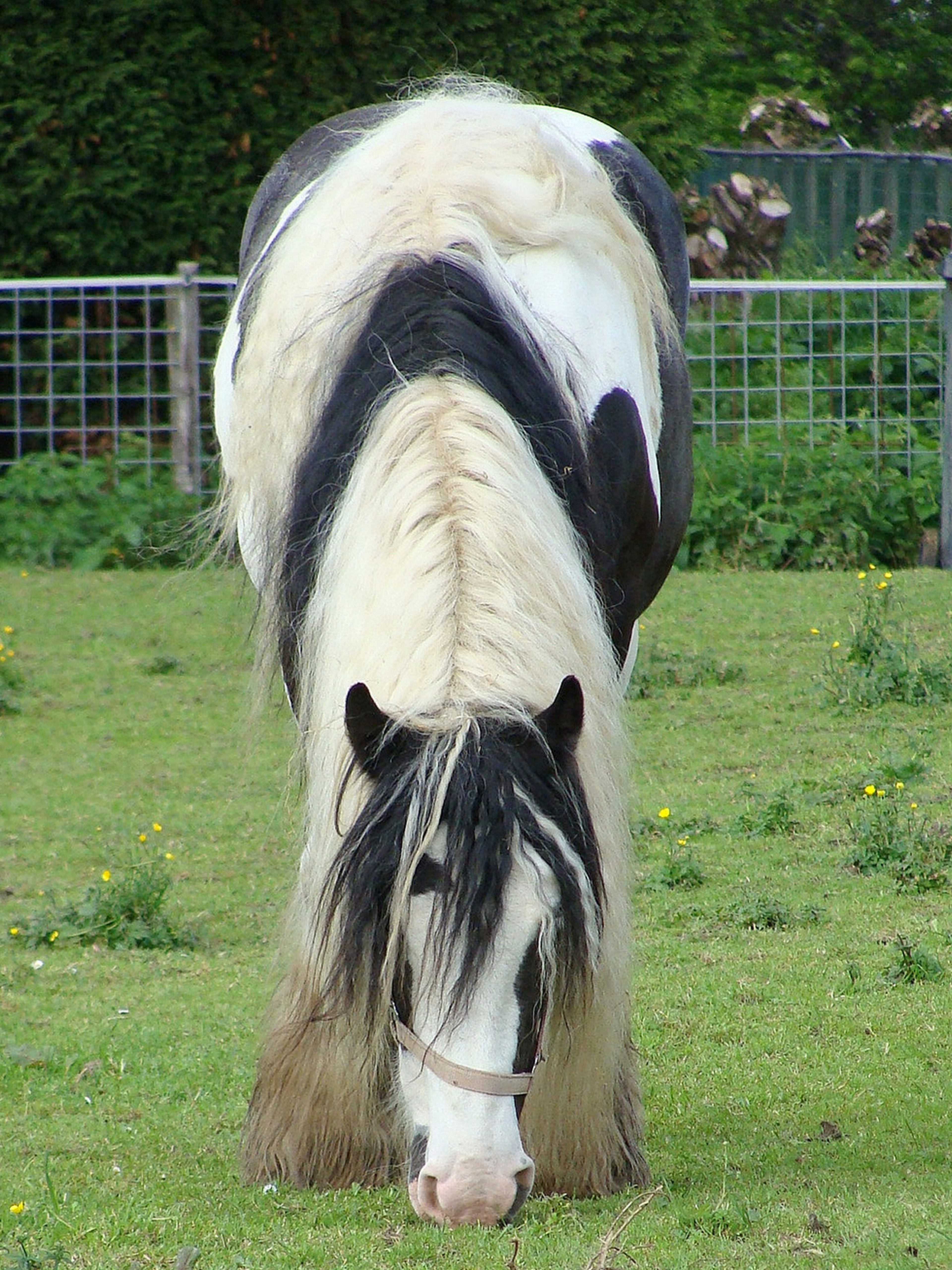Prachtige tinker merrie | Bokt.nl