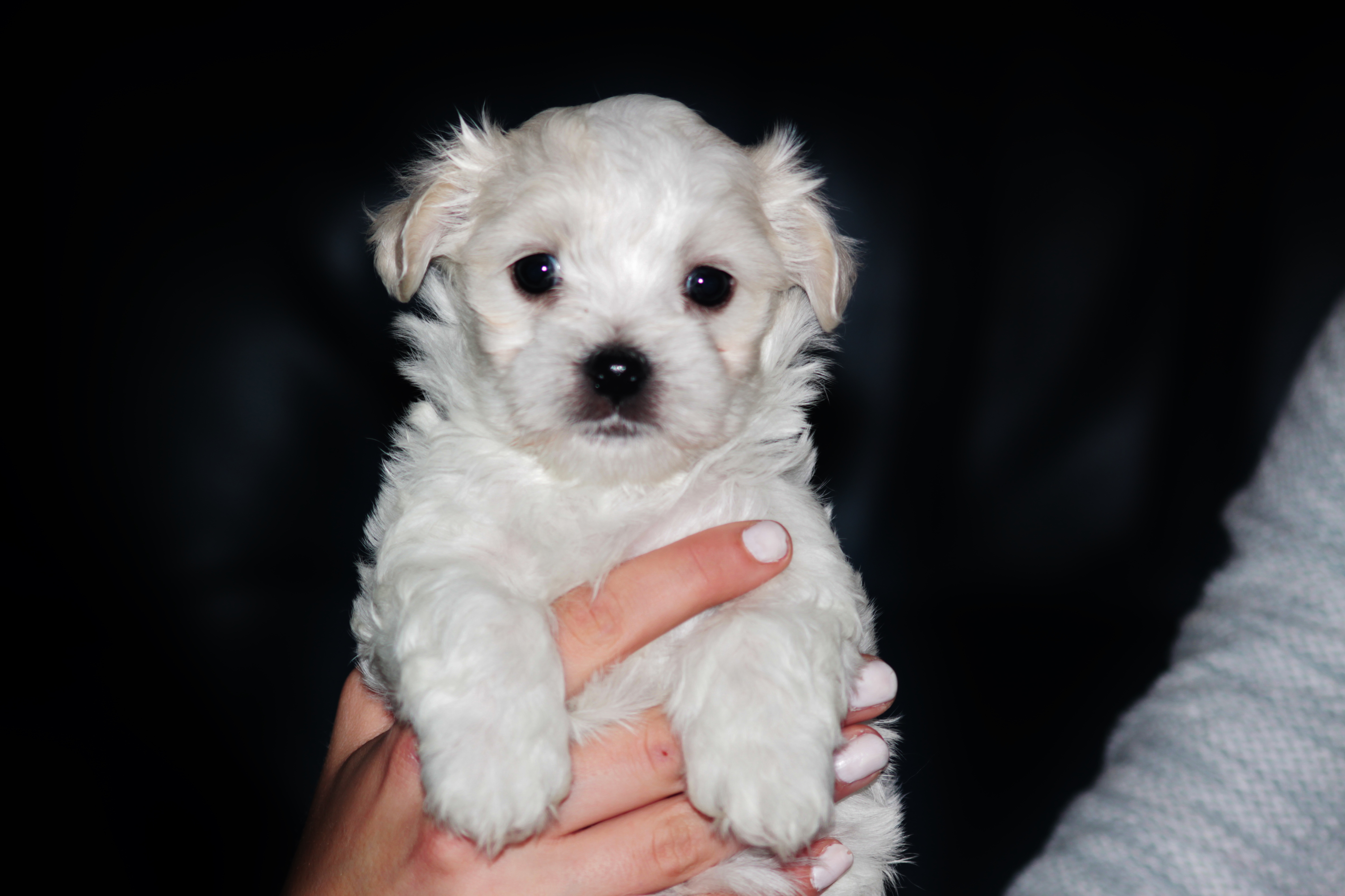 Superlieve maltezer puppy's | Bokt.nl