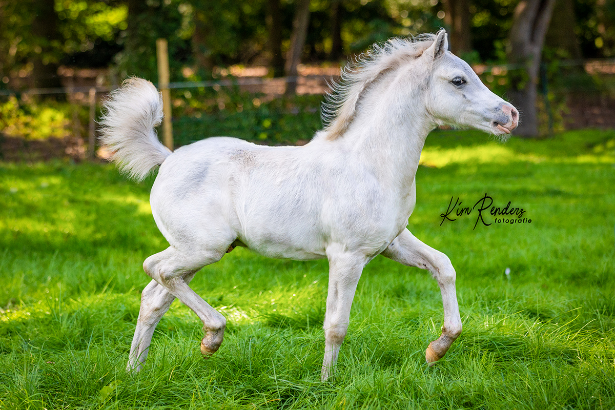 Palomino appaloosa hengst veulen (Welsh) | Bokt.nl