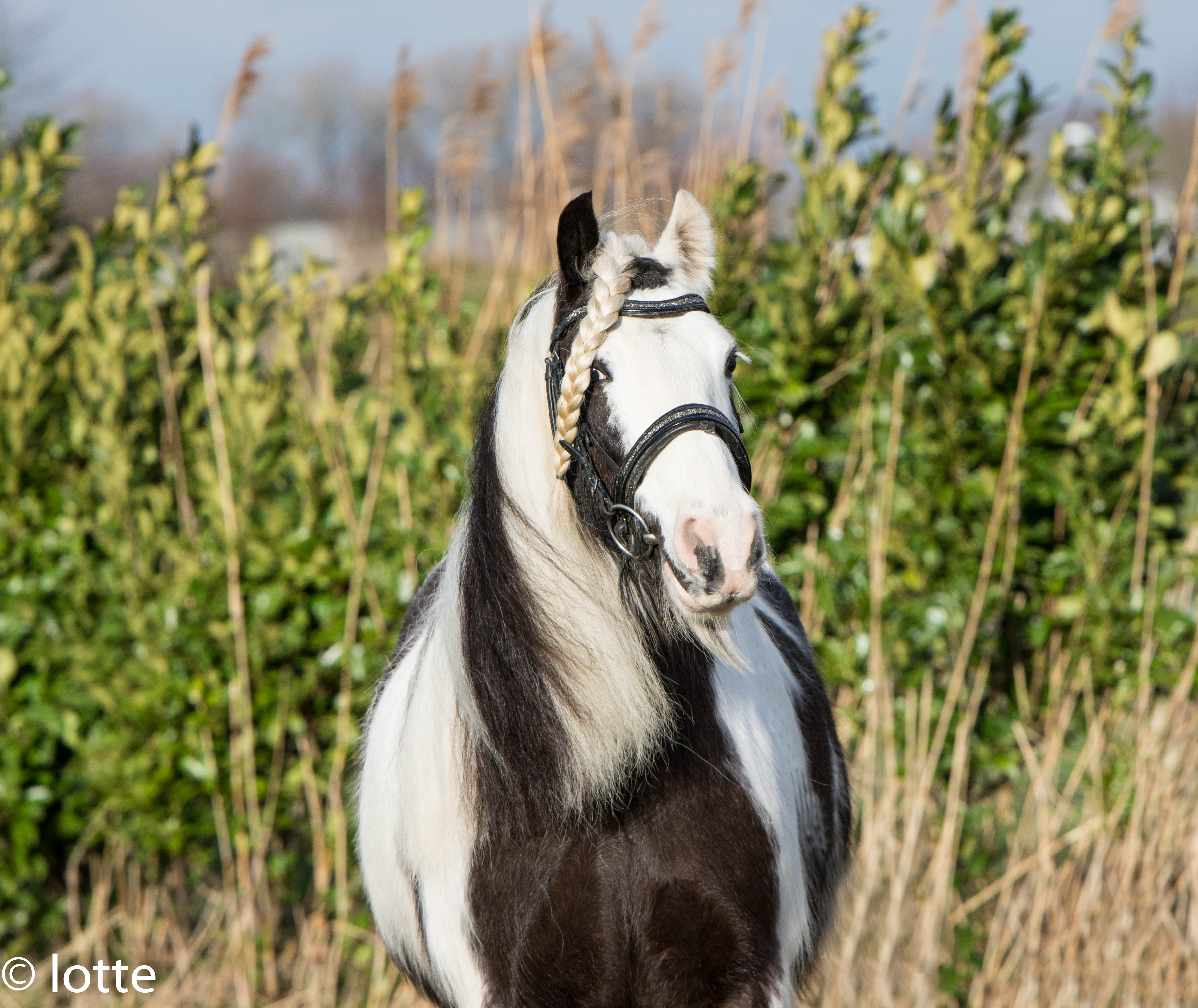 Te koop mooie 10 jarige tinker merrie | Bokt.nl