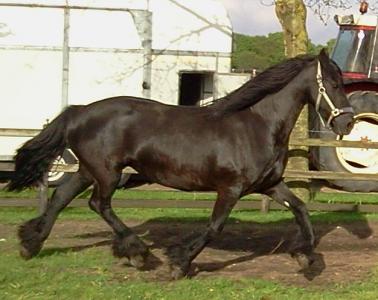 Friese jaarling merrie (Feitse 293 X Maurus 441) | Bokt.nl