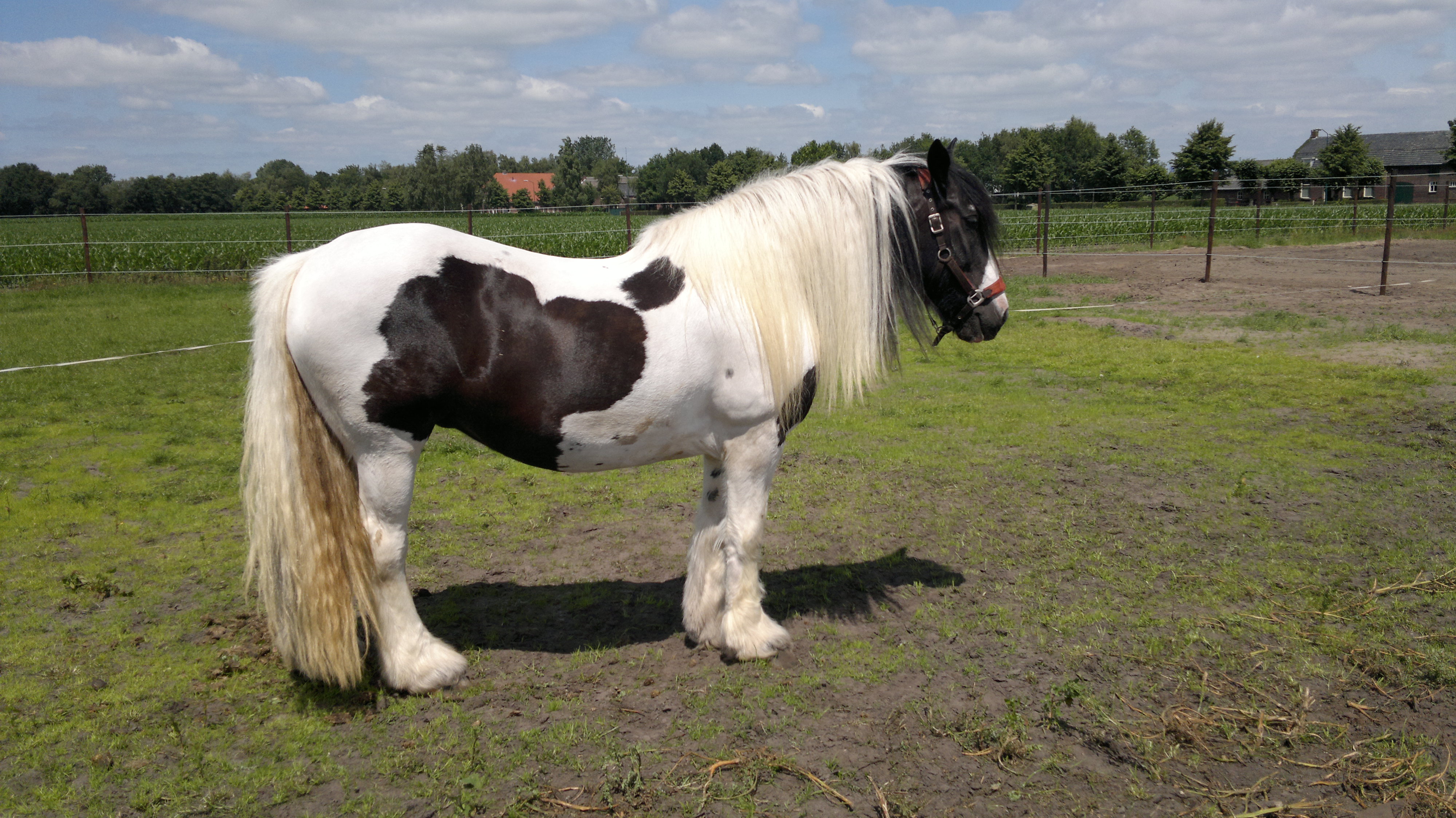 Lieve tinker merrie met een stokmaat van 1.60m | Bokt.nl