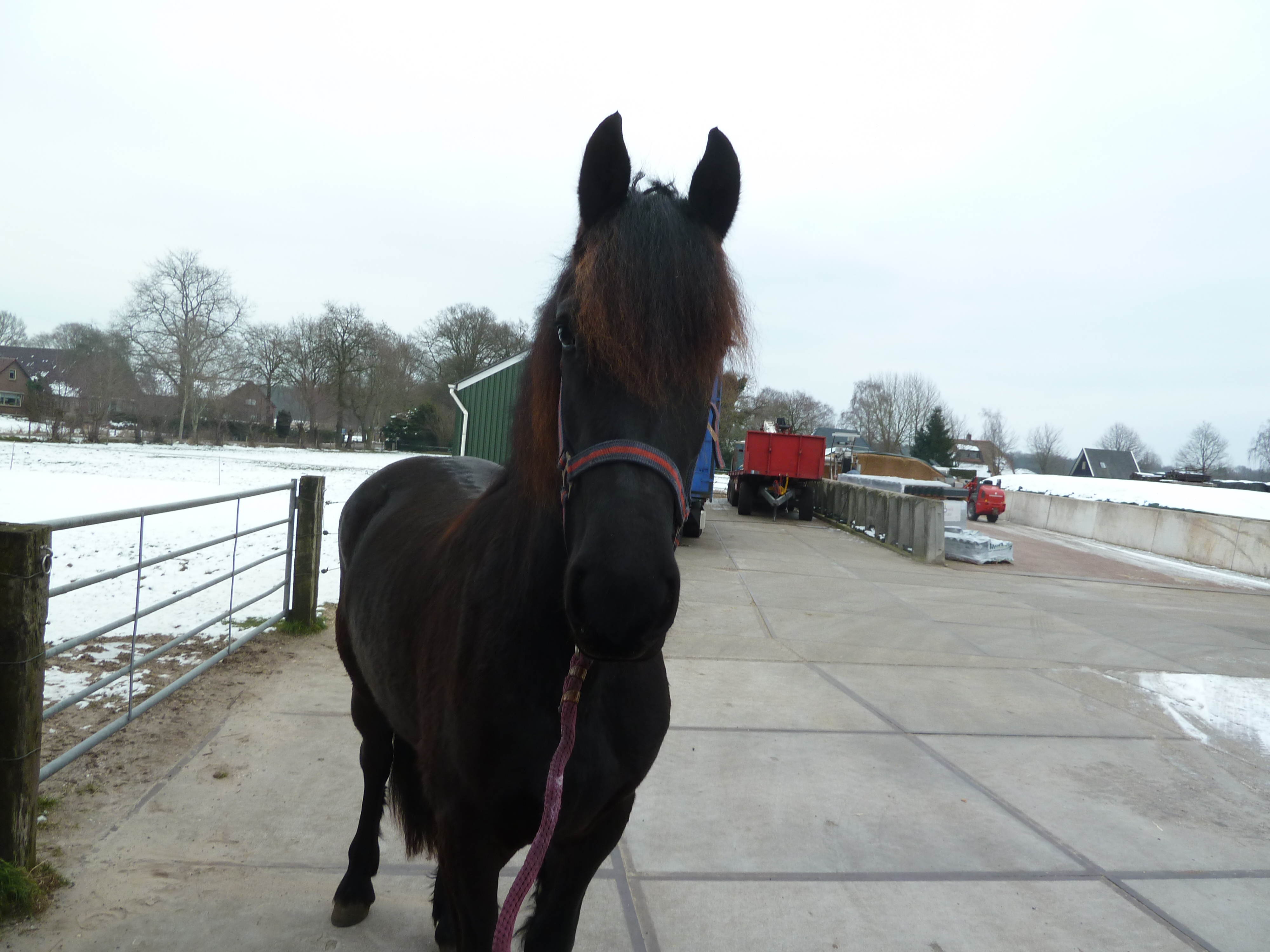 Friese jaarling merrie (Feitse 293 X Maurus 441) | Bokt.nl