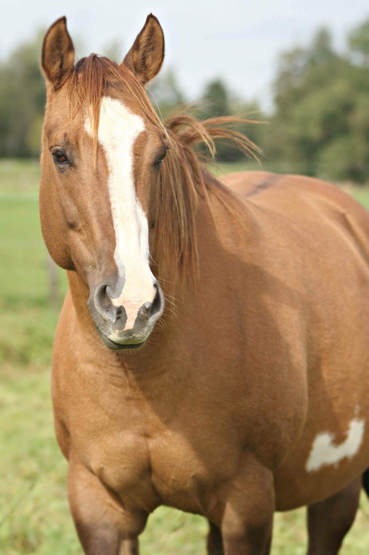 Red dun overo hengstenveulen | Bokt.nl