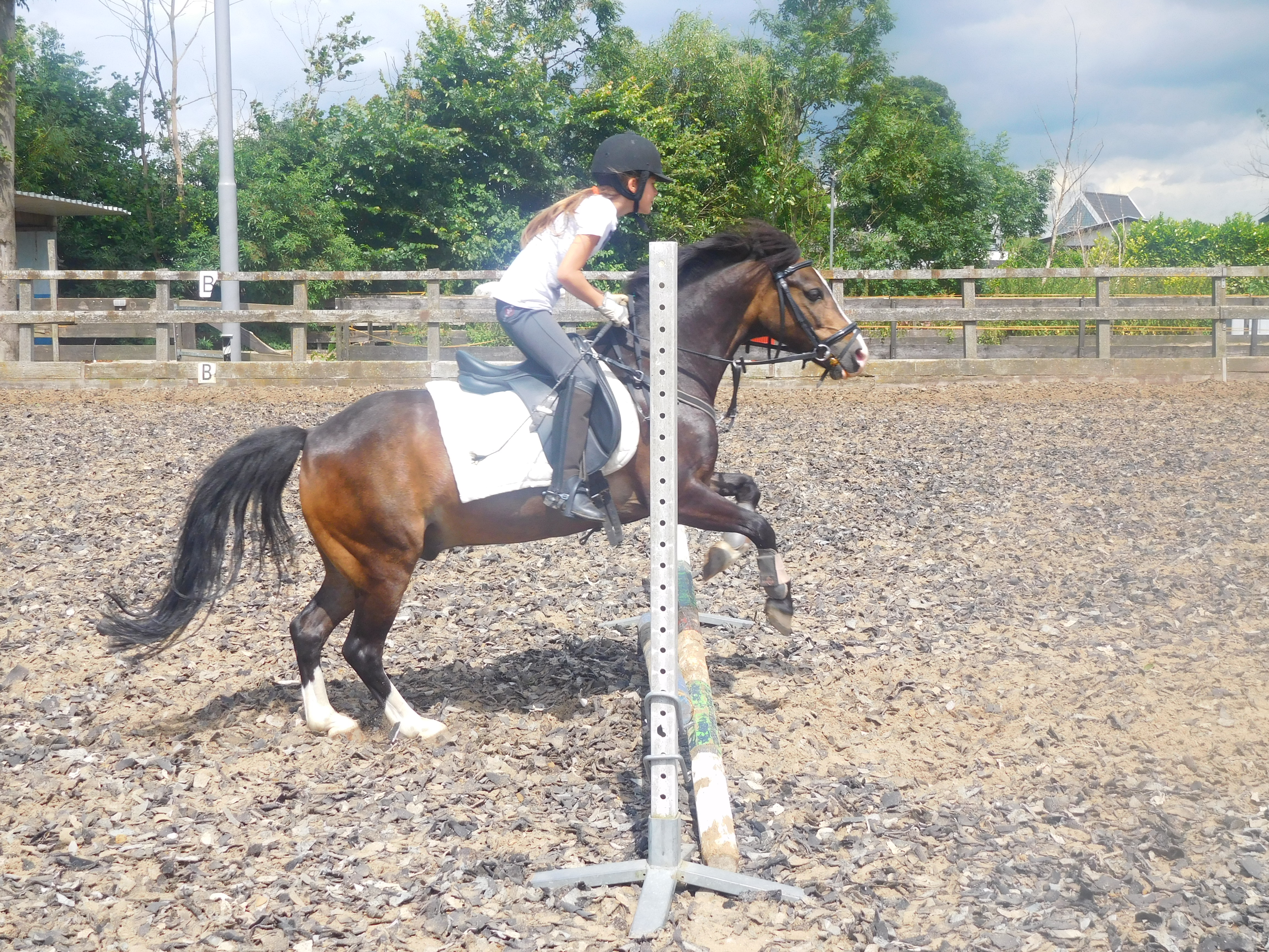 Super B-pony te koop - kinderpony - sportpony | Bokt.nl