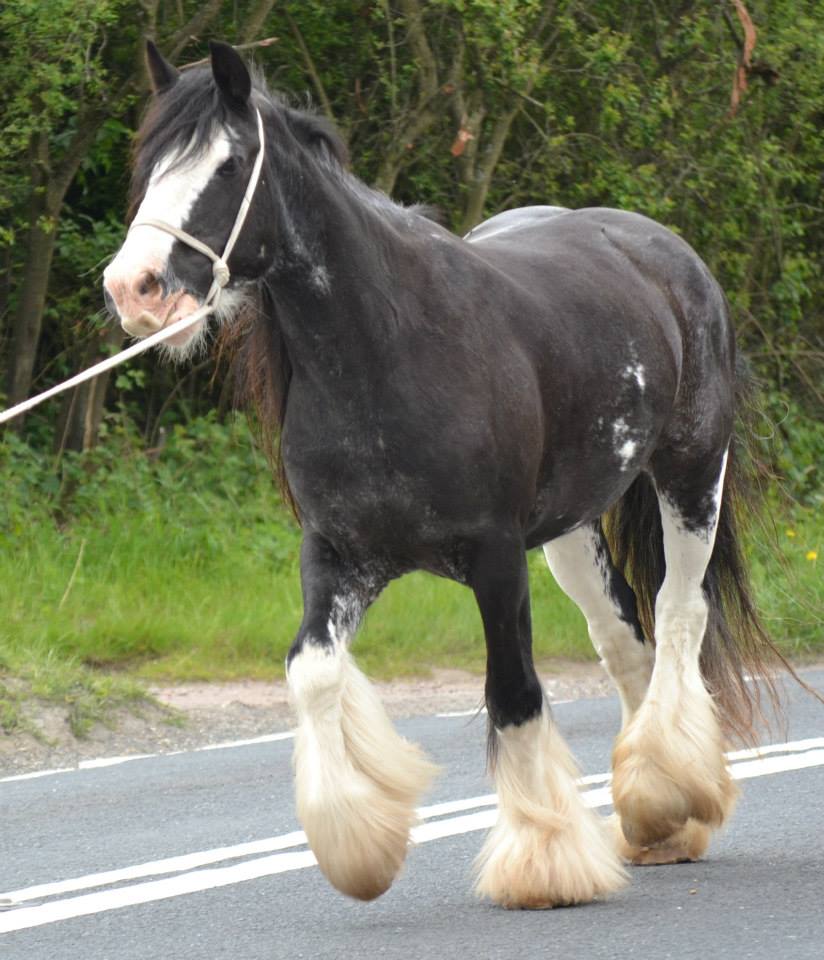 Super mooie 9 jarige tinker merrie | Bokt.nl