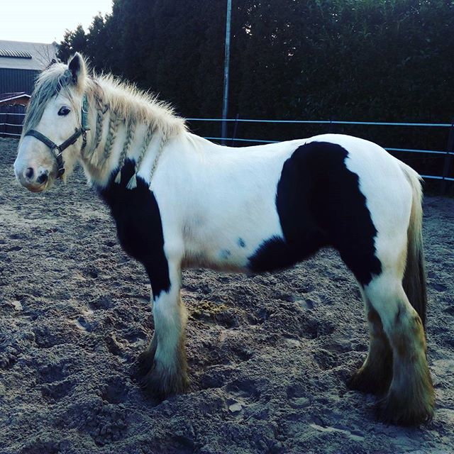 Prachtige Tinker merrie | Bokt.nl