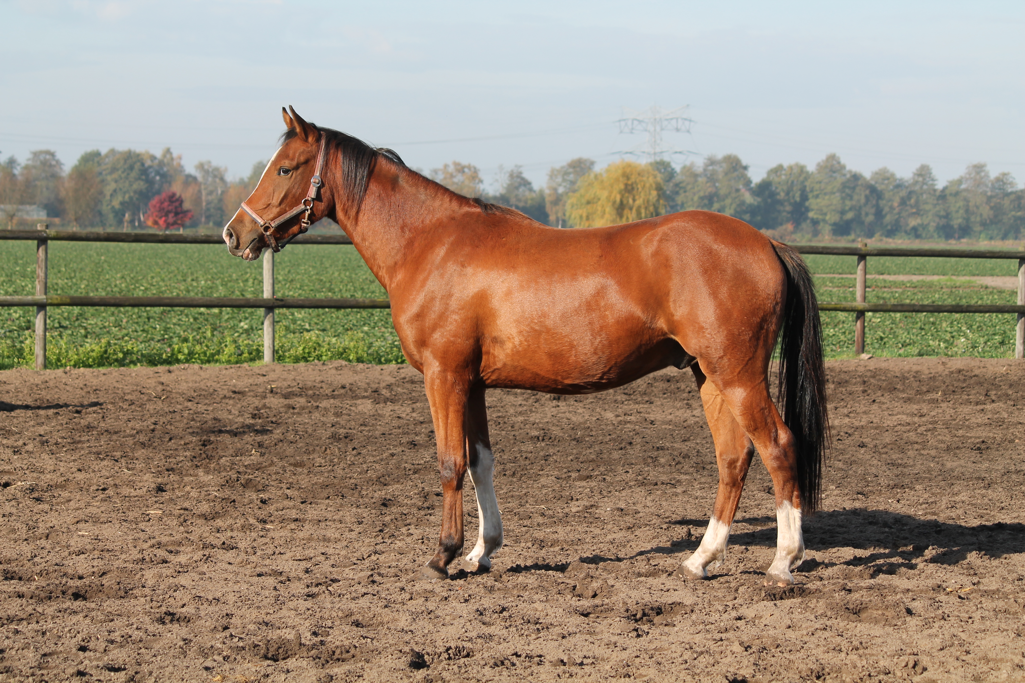 3 jarige onbeleerde d-pony | Bokt.nl