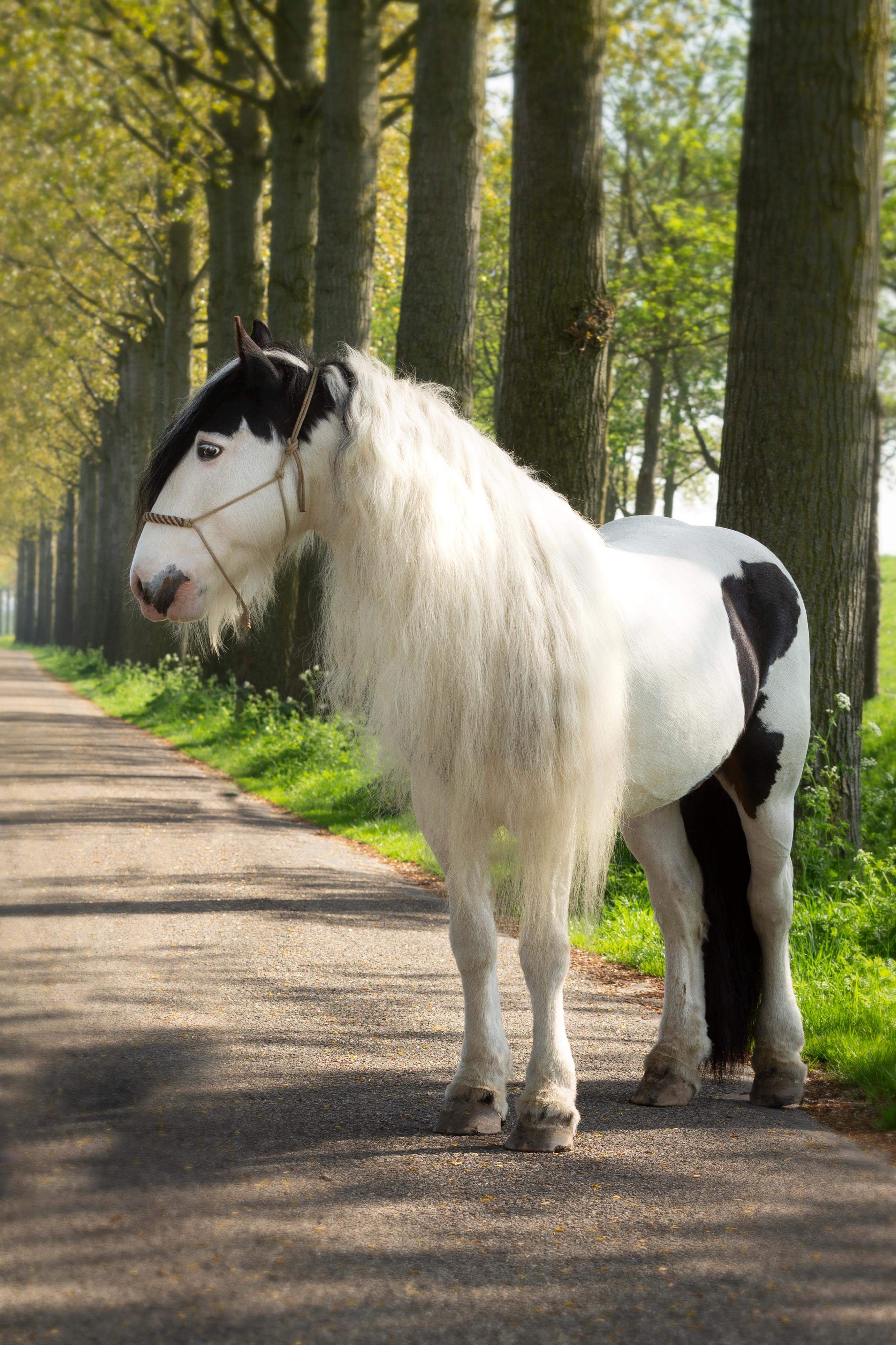 Mooi tinker hengst | Bokt.nl