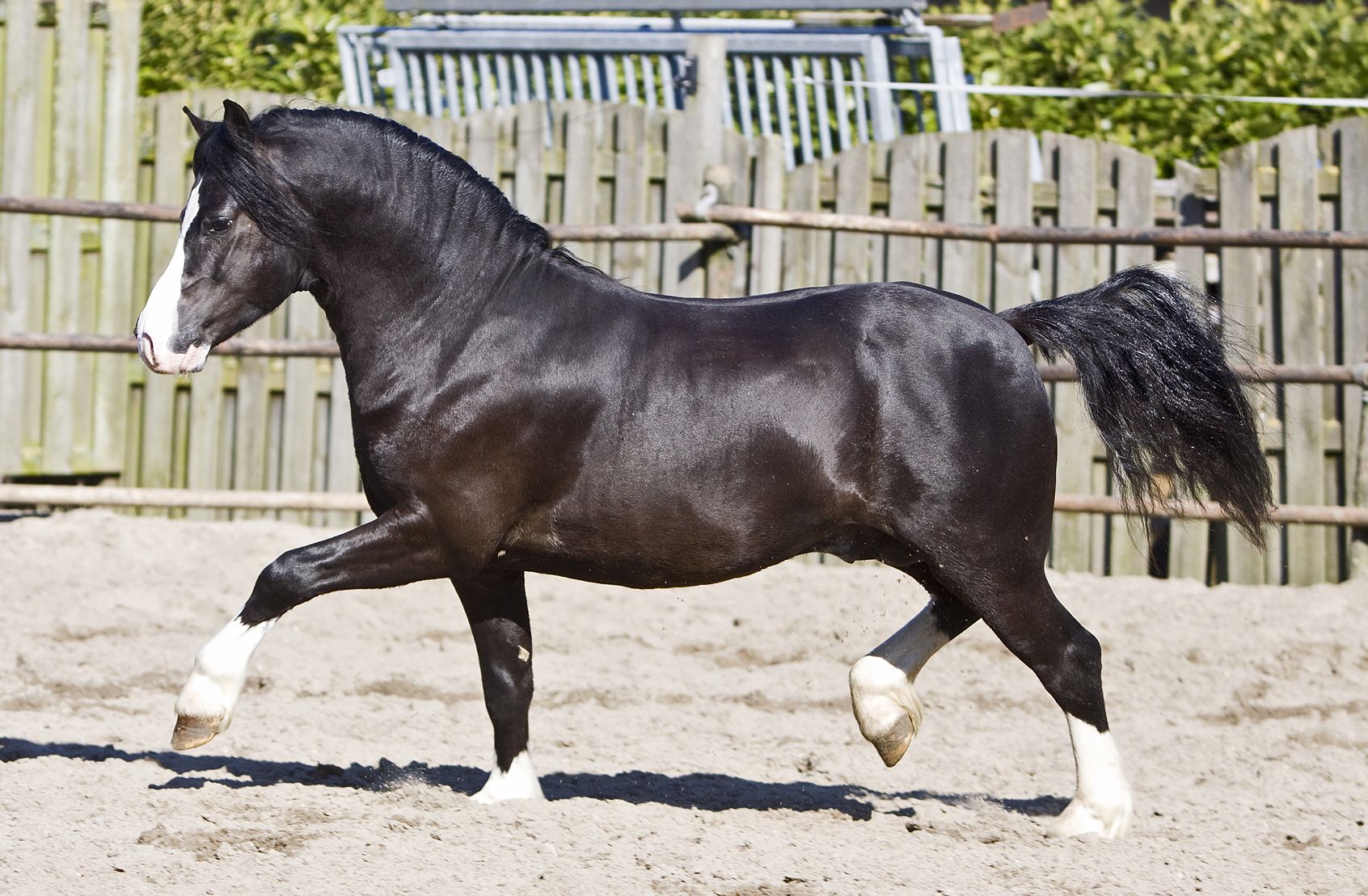 3 Welsh A dekhengsten | Bokt.nl