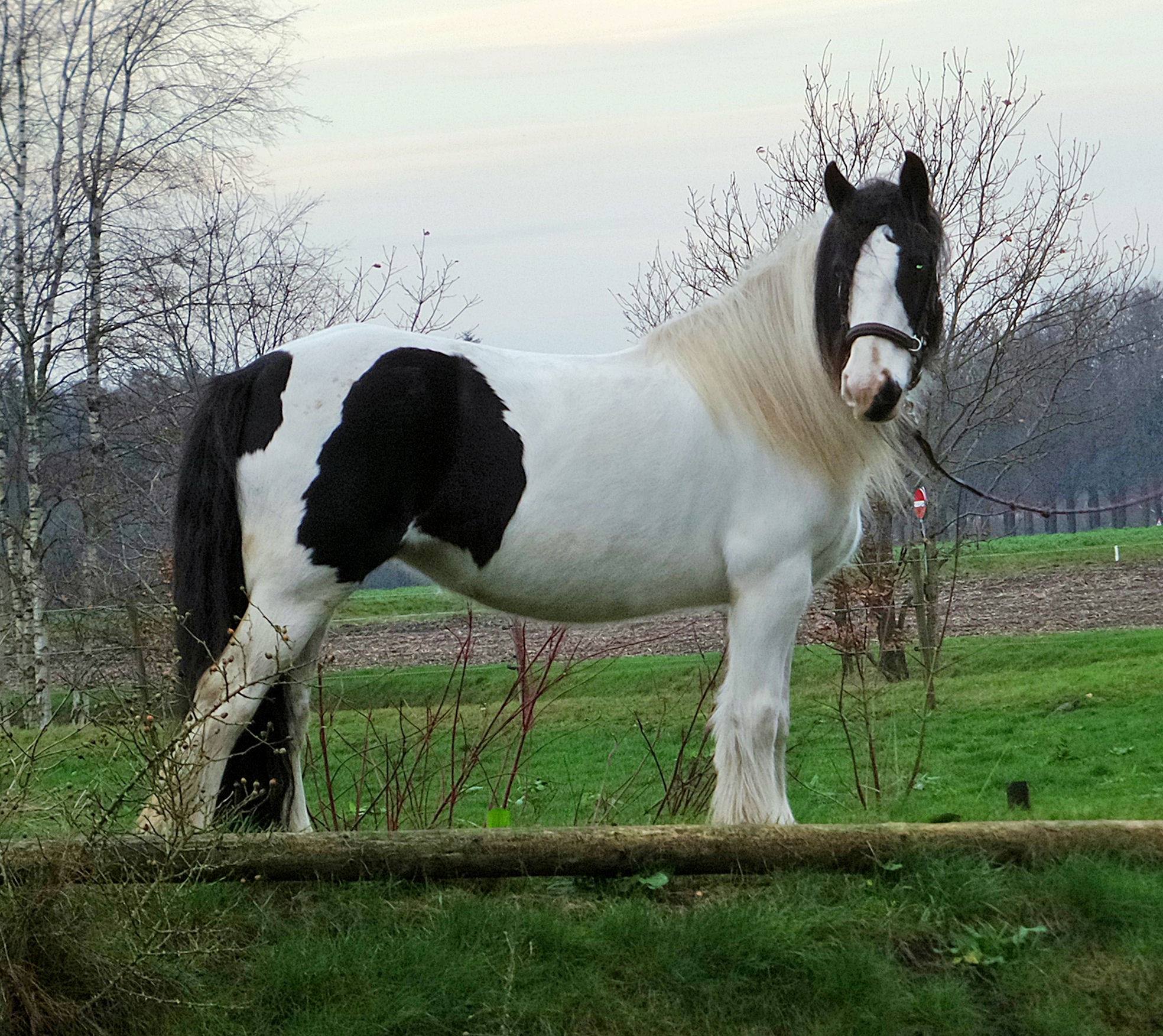 Tinker merrie VERKOCHT | Bokt.nl