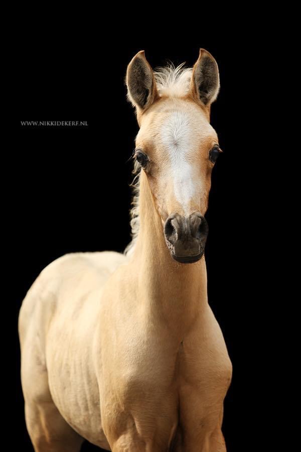 Jaxxon part bred Arabier 4 jaar onbeleerd | Bokt.nl