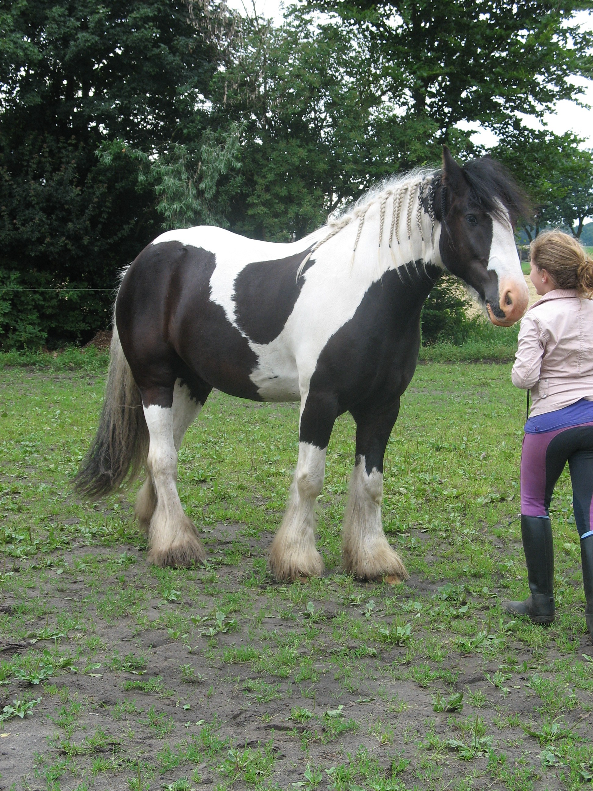 Grote zwartbonte tinkerruin te koop | Bokt.nl