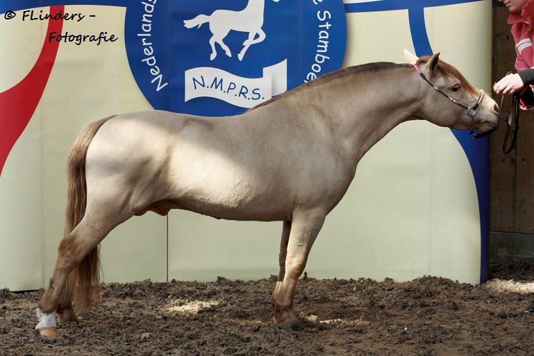 NMPRS Silver Classic Champagne hengst ter dekking | Bokt.nl