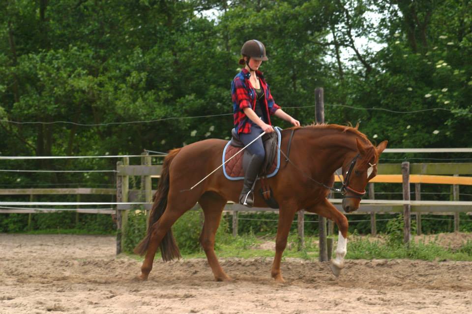 Paard voor bruikleen aangeboden! | Bokt.nl Paard voor bruikleen aangeboden! | Bokt.nl