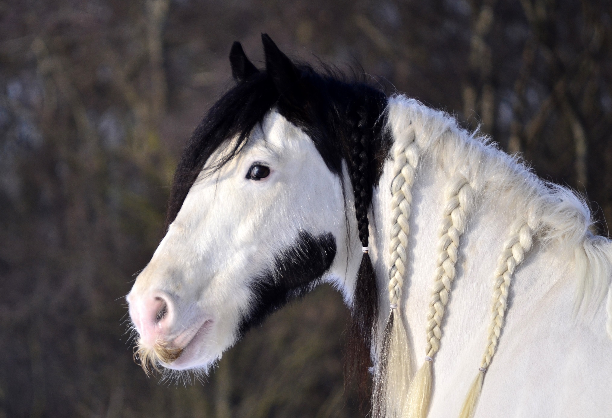 Prachtige Irish cob/Tinker merrie | Bokt.nl