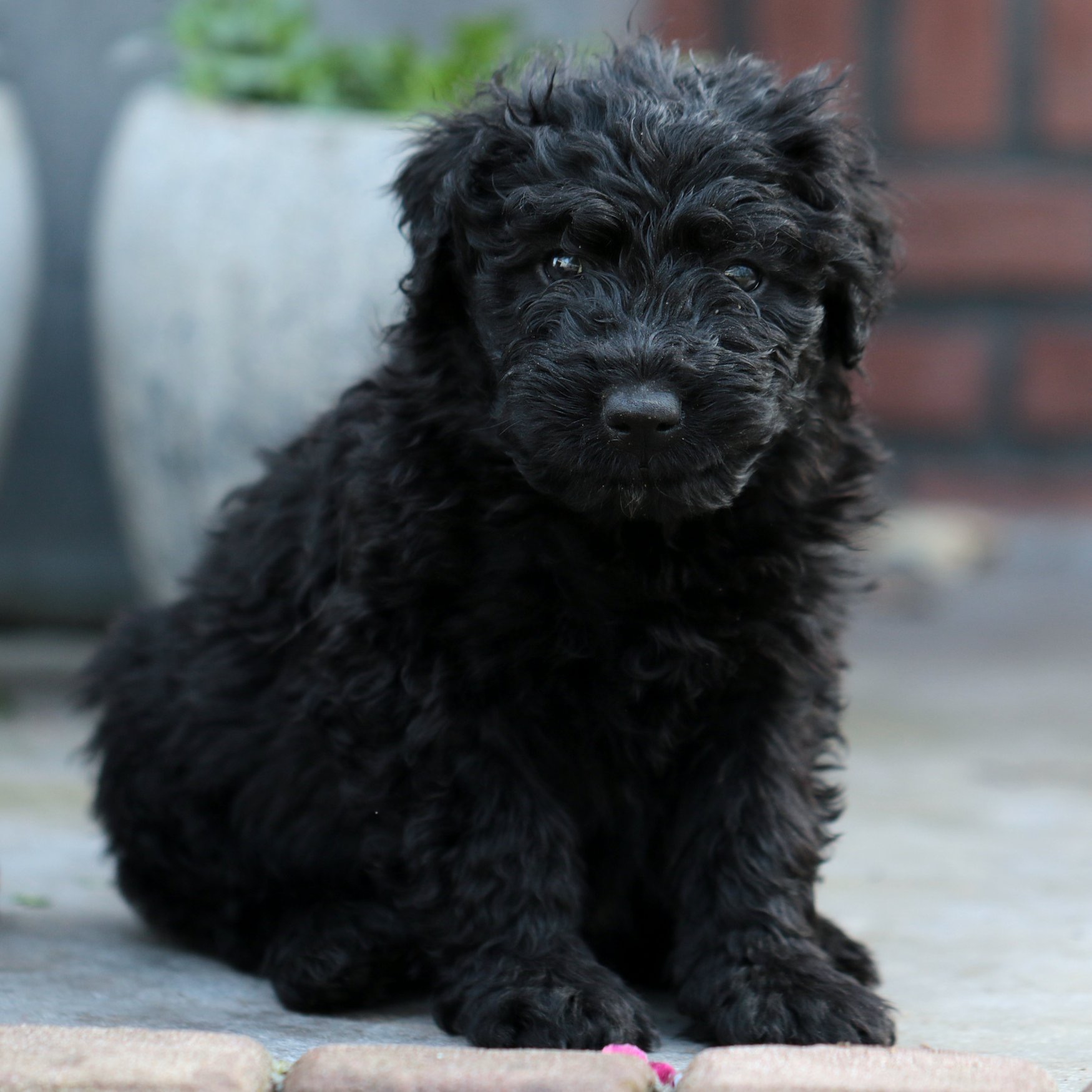 Prachtige Bouvier pups | Bokt.nl