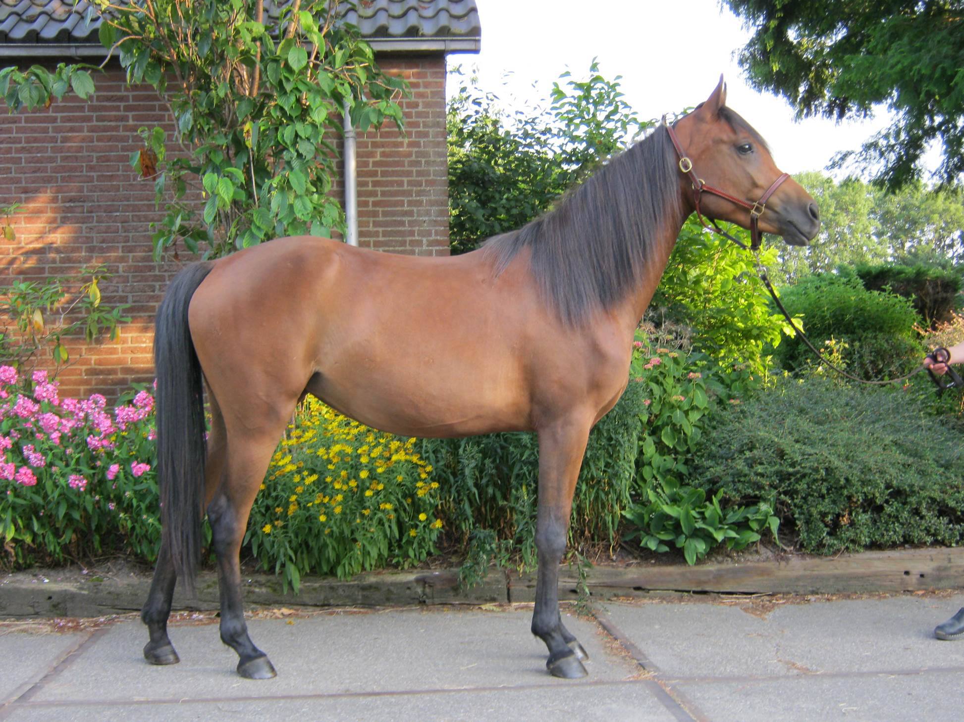 Morab merrie (Morgan horse x Arabier) | Bokt.nl