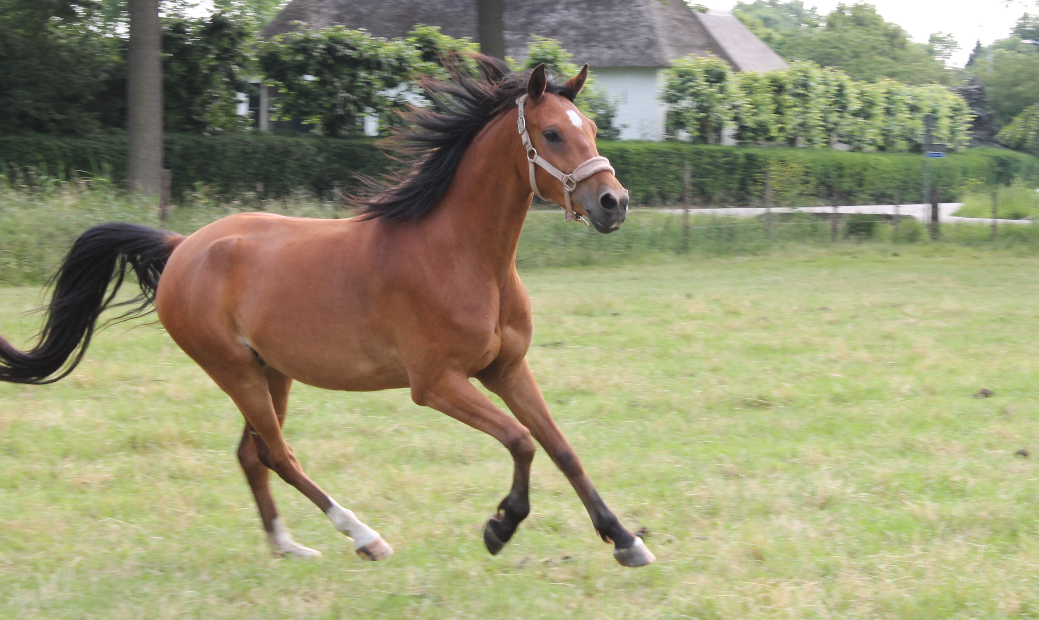 Leuke anglo arabier! zoekt nieuw baasje! | Bokt.nl