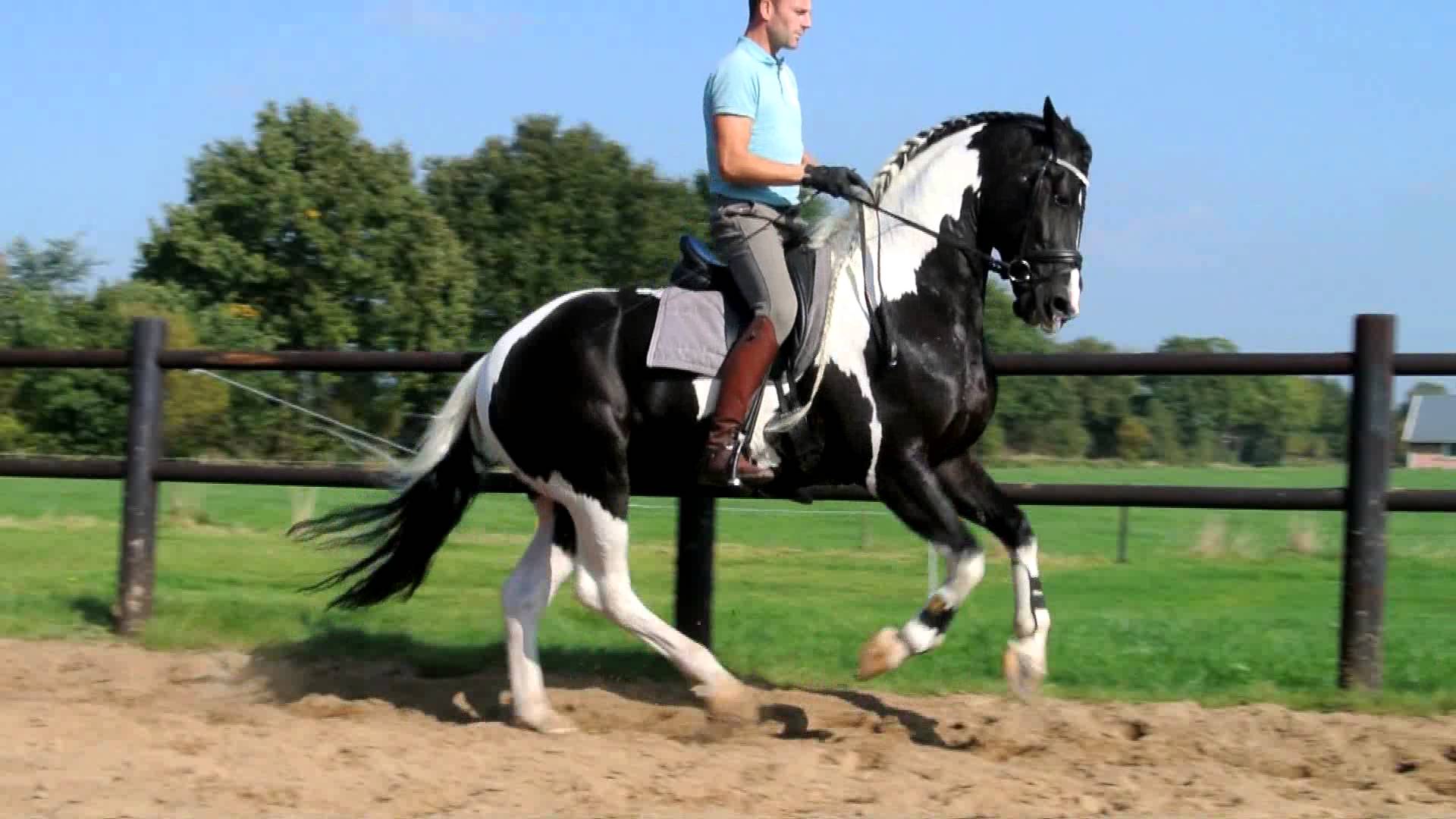 Mooie zwarte Barock Pinto | Bokt.nl