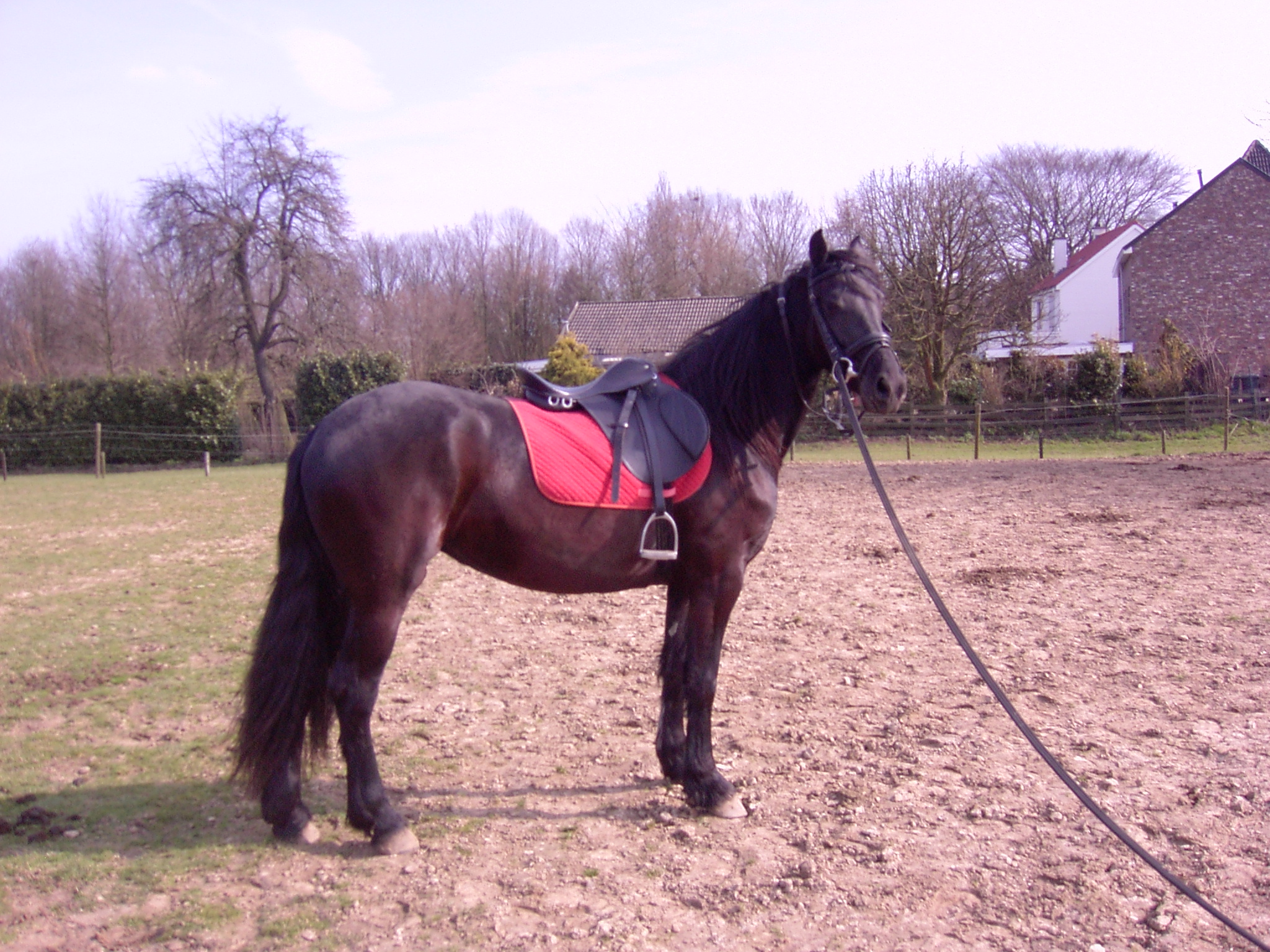 Arabo Friesse merrie 18,75 % arabier te koop | Bokt.nl