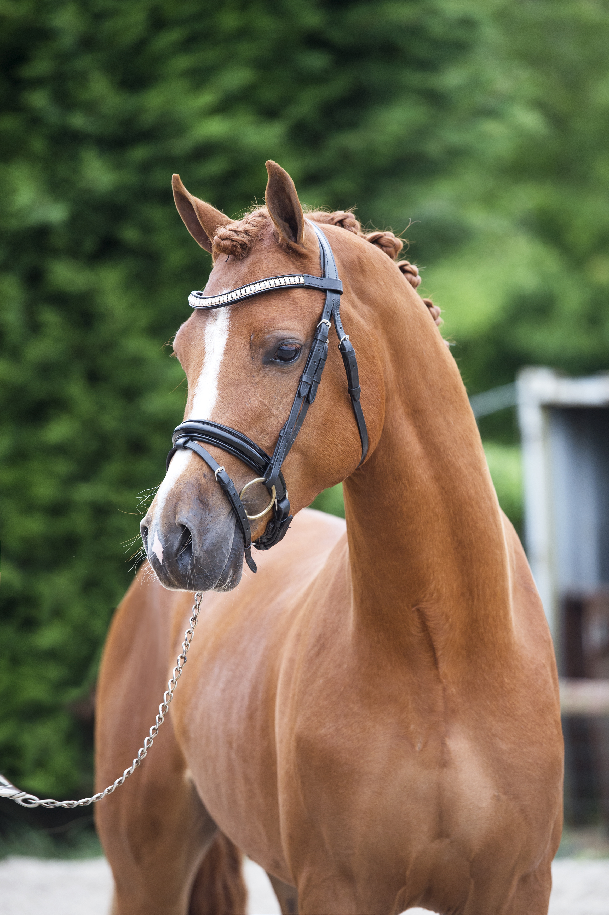 te koop talentvolle d pony | Bokt.nl